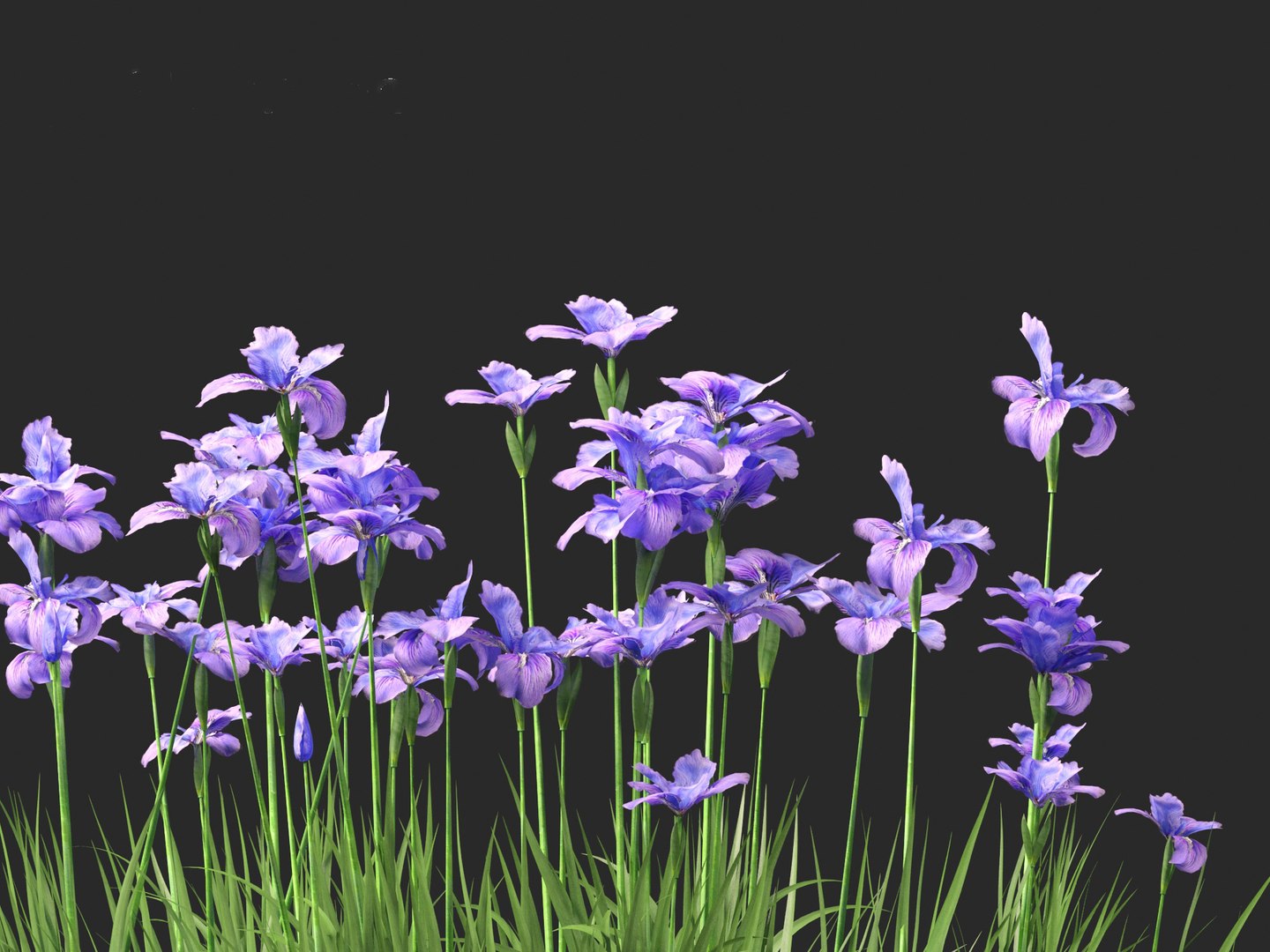 3D Iris Ensata - Japanese Water Iris Model - TurboSquid 2143201