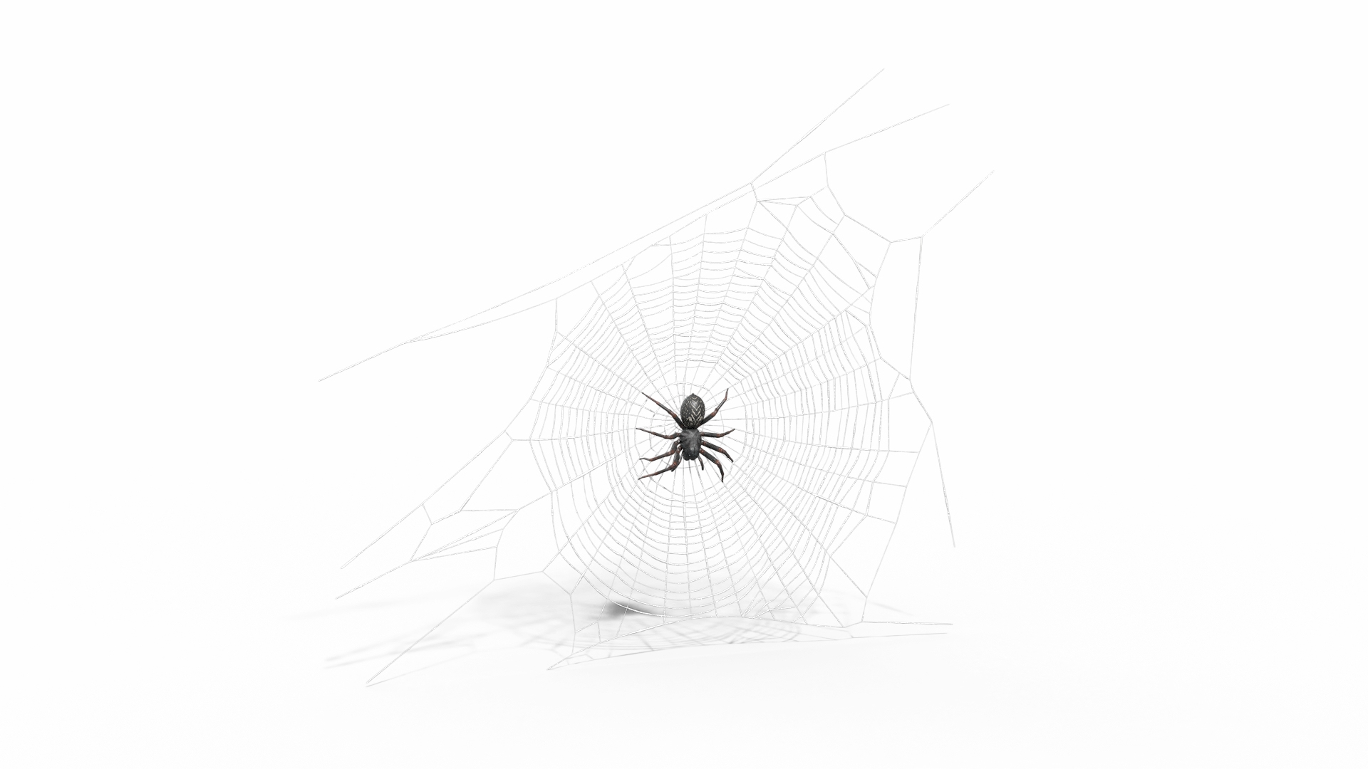 3D Model Round Web With Spider - TurboSquid 2213148