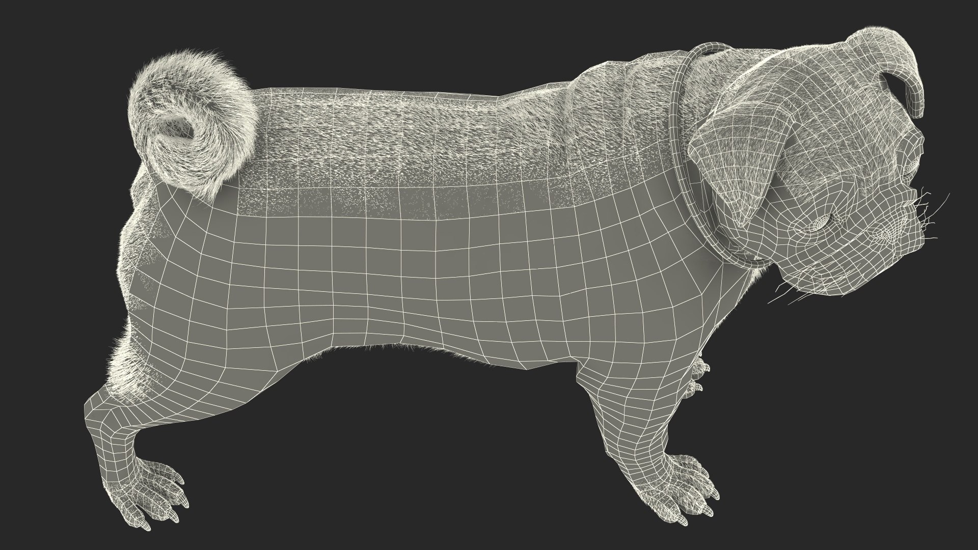 3D Pug Dog Wearing LED Collar Fur For Maya - TurboSquid 2387395