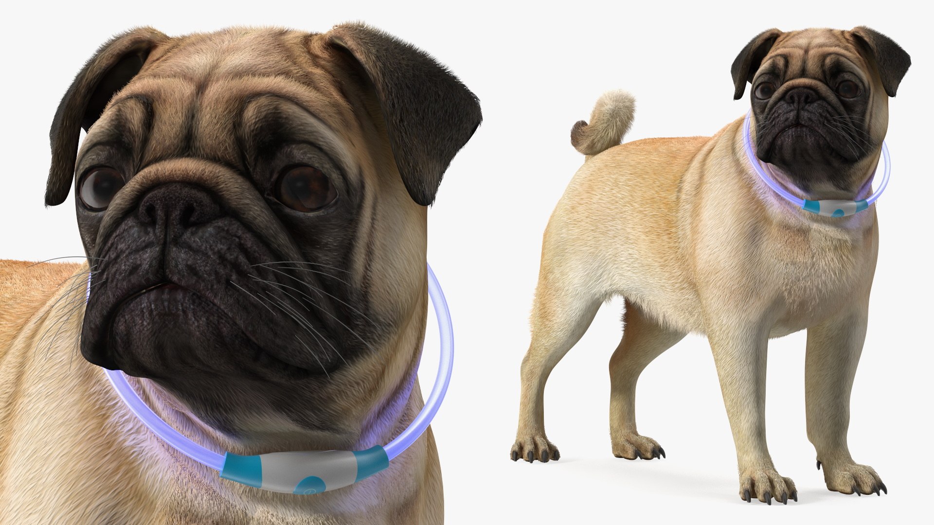 3D Pug Dog Wearing LED Collar Fur For Maya - TurboSquid 2387395