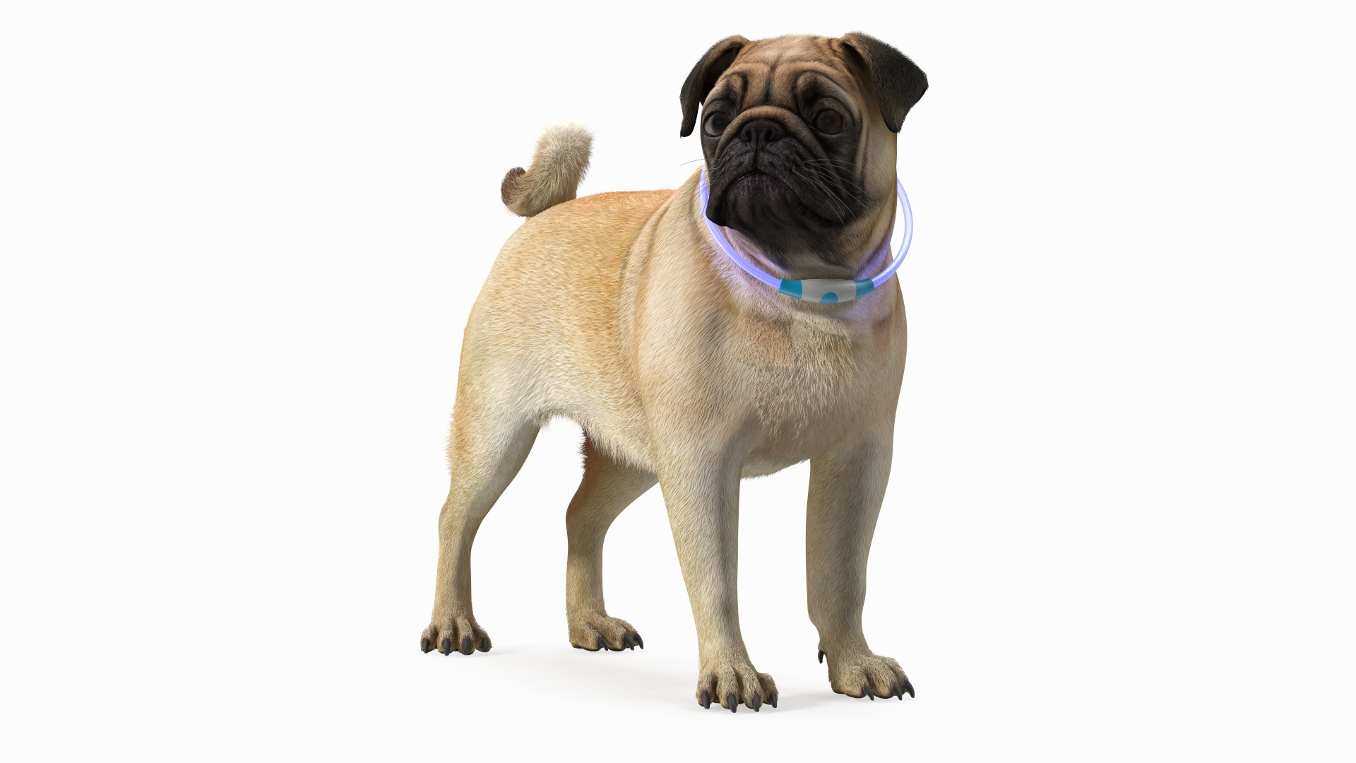 3D Pug Dog Wearing LED Collar Fur For Maya - TurboSquid 2387395
