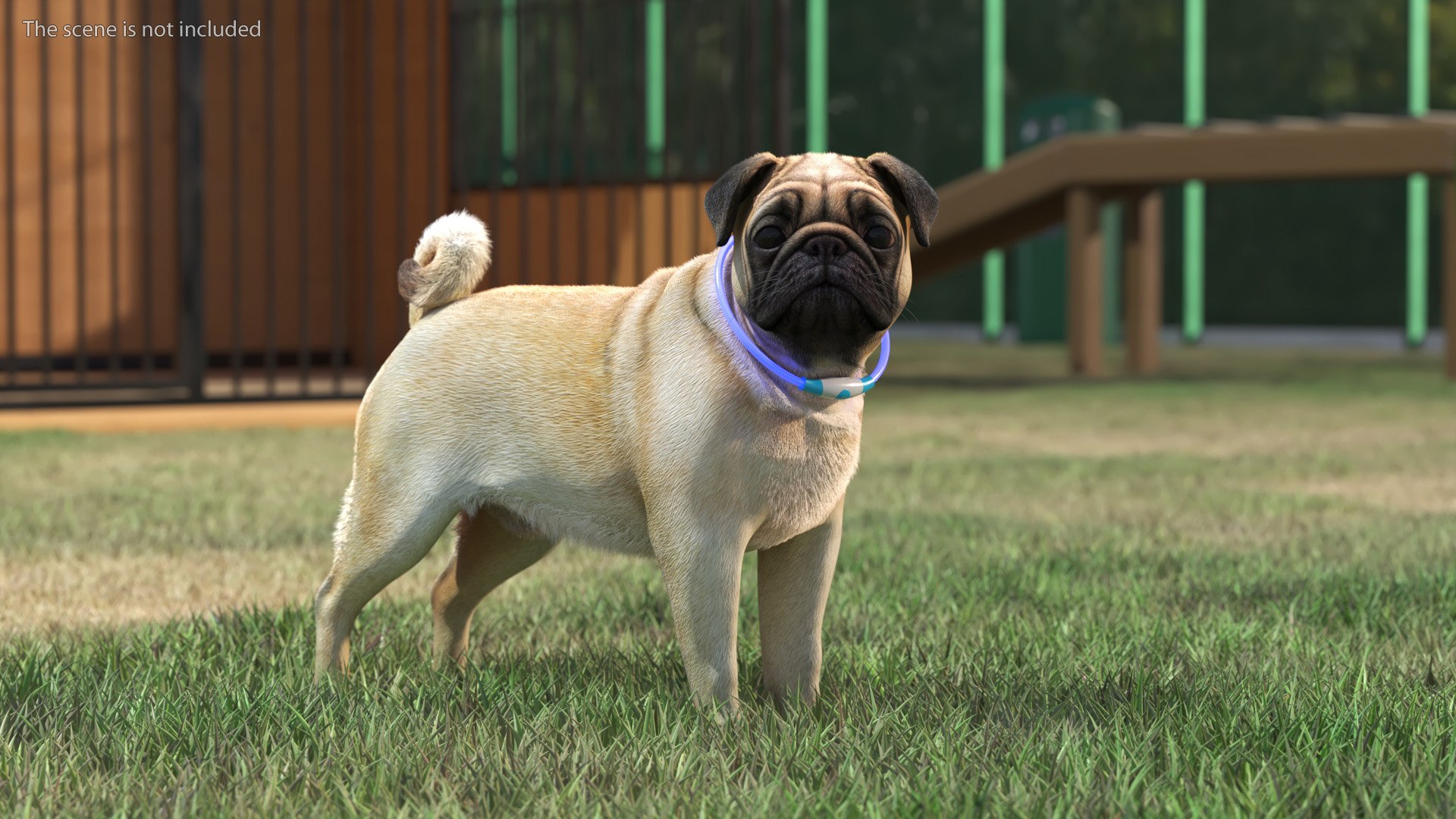 3D Pug Dog Wearing LED Collar Fur For Maya - TurboSquid 2387395