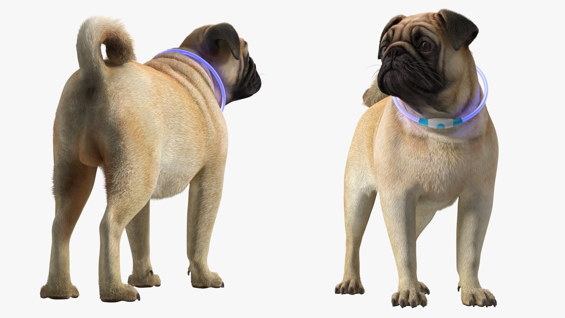 3D Pug Dog Wearing LED Collar Fur For Maya - TurboSquid 2387395