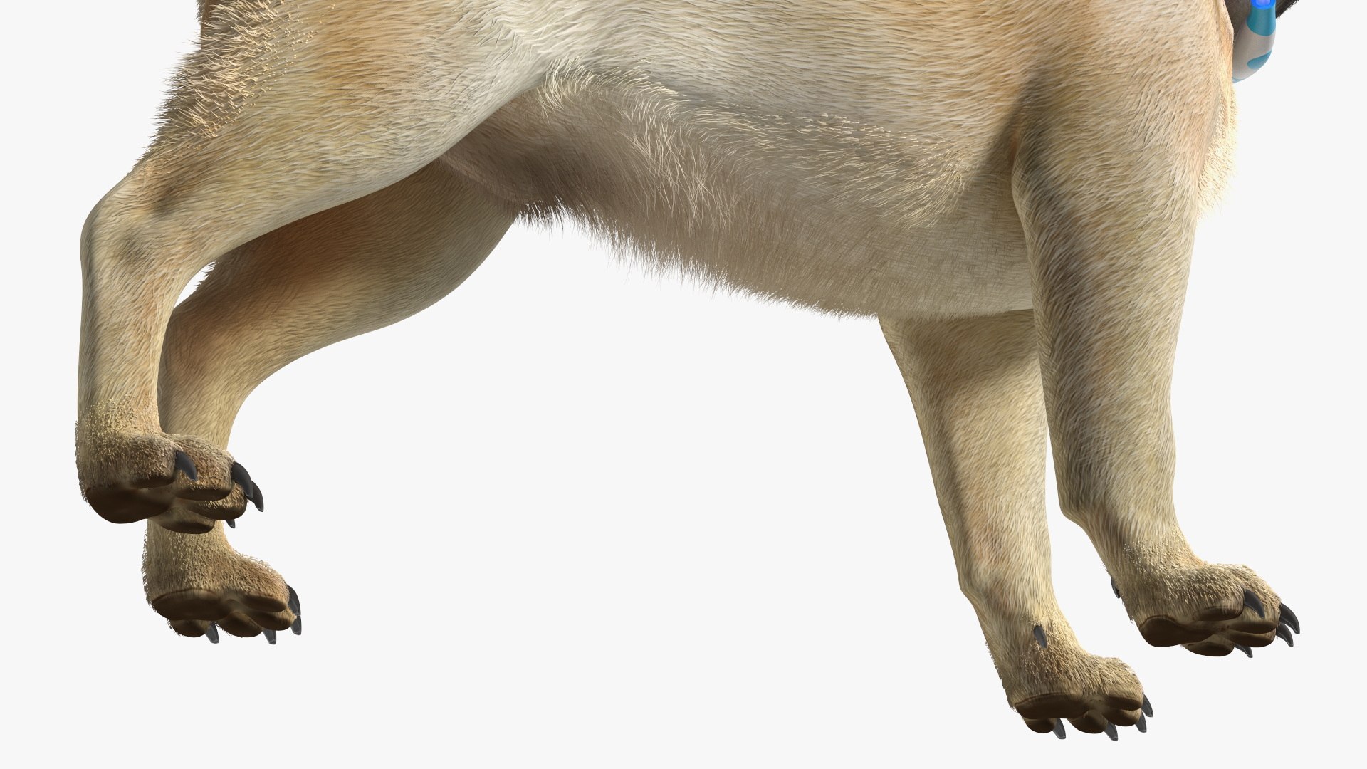 3D Pug Dog Wearing LED Collar Fur For Maya - TurboSquid 2387395