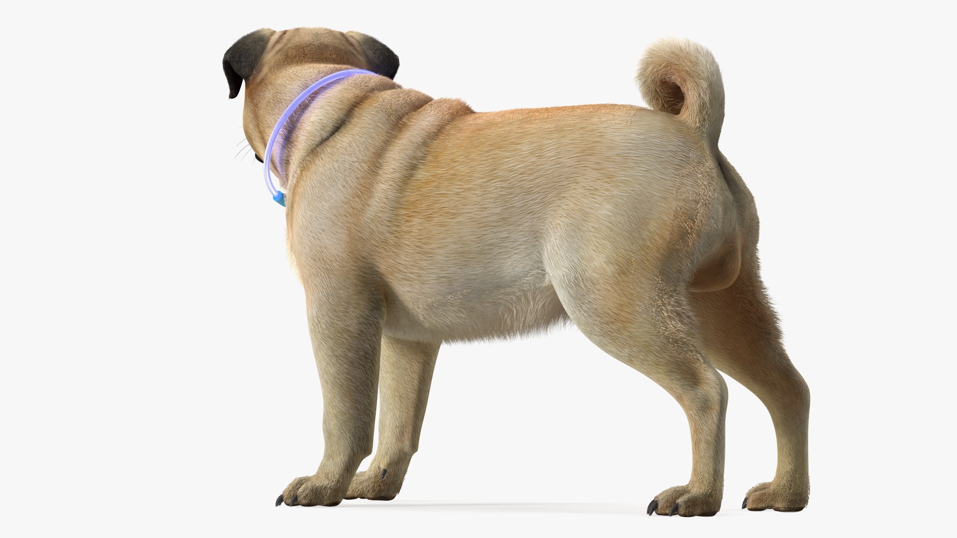 3D Pug Dog Wearing LED Collar Fur For Maya - TurboSquid 2387395