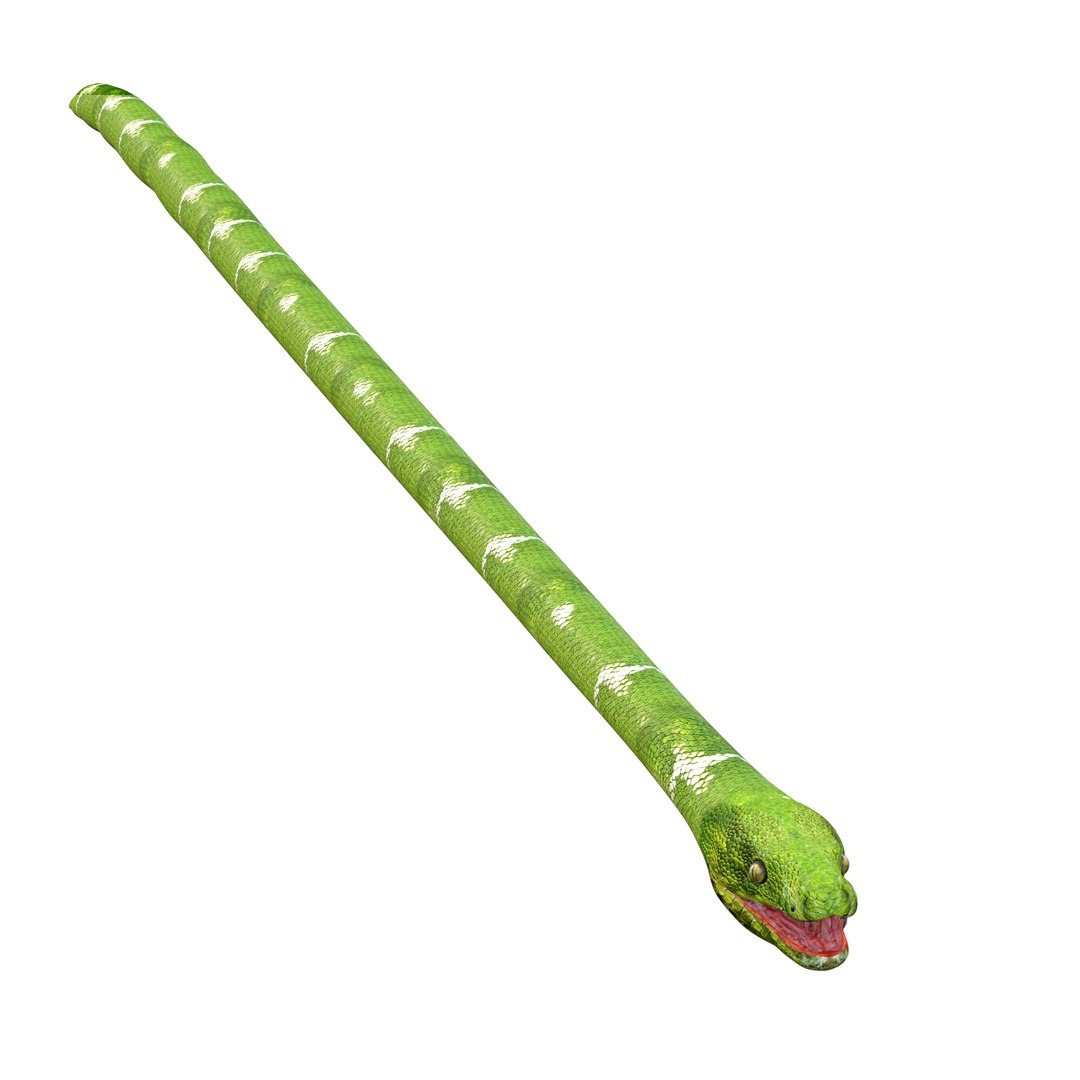 Green Snake Rig 3D Model - TurboSquid 2250823