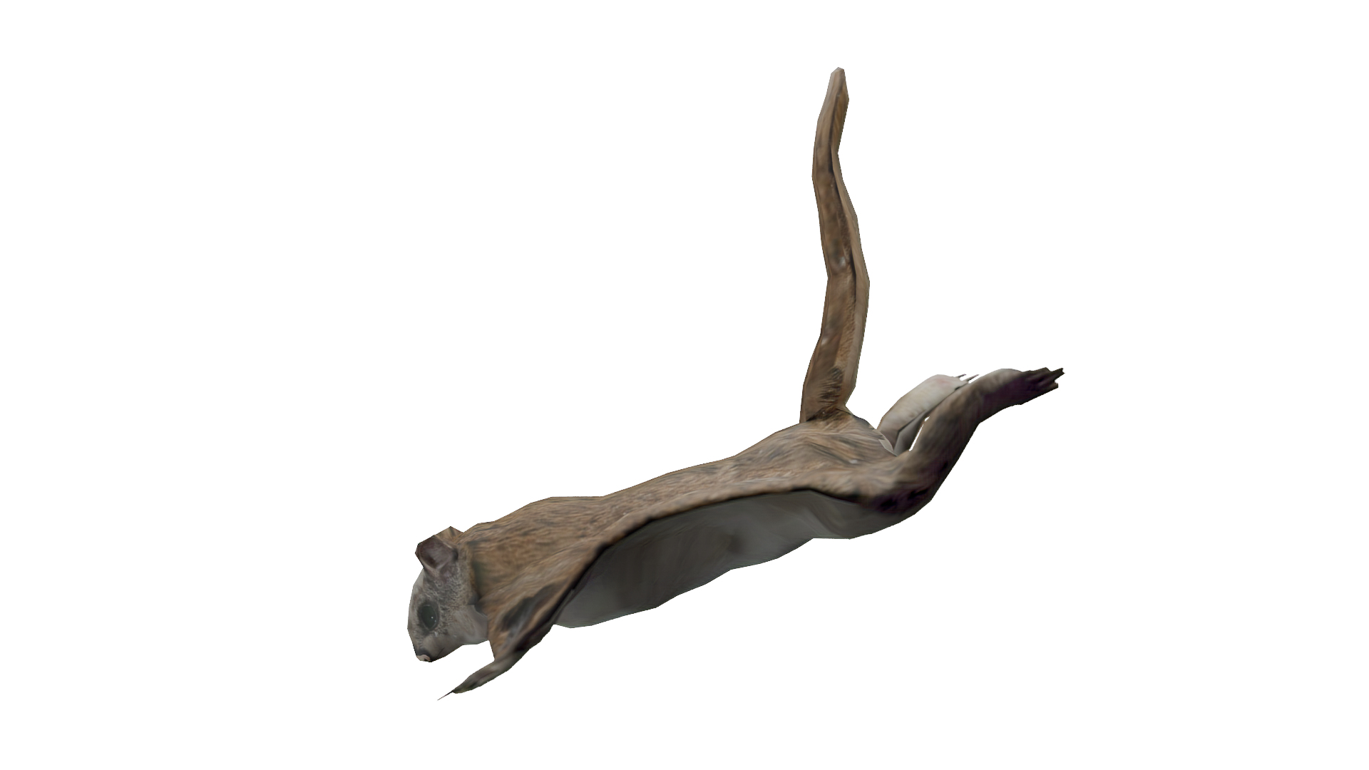 Flying Squirrel Low Poly 3D - TurboSquid 2189018