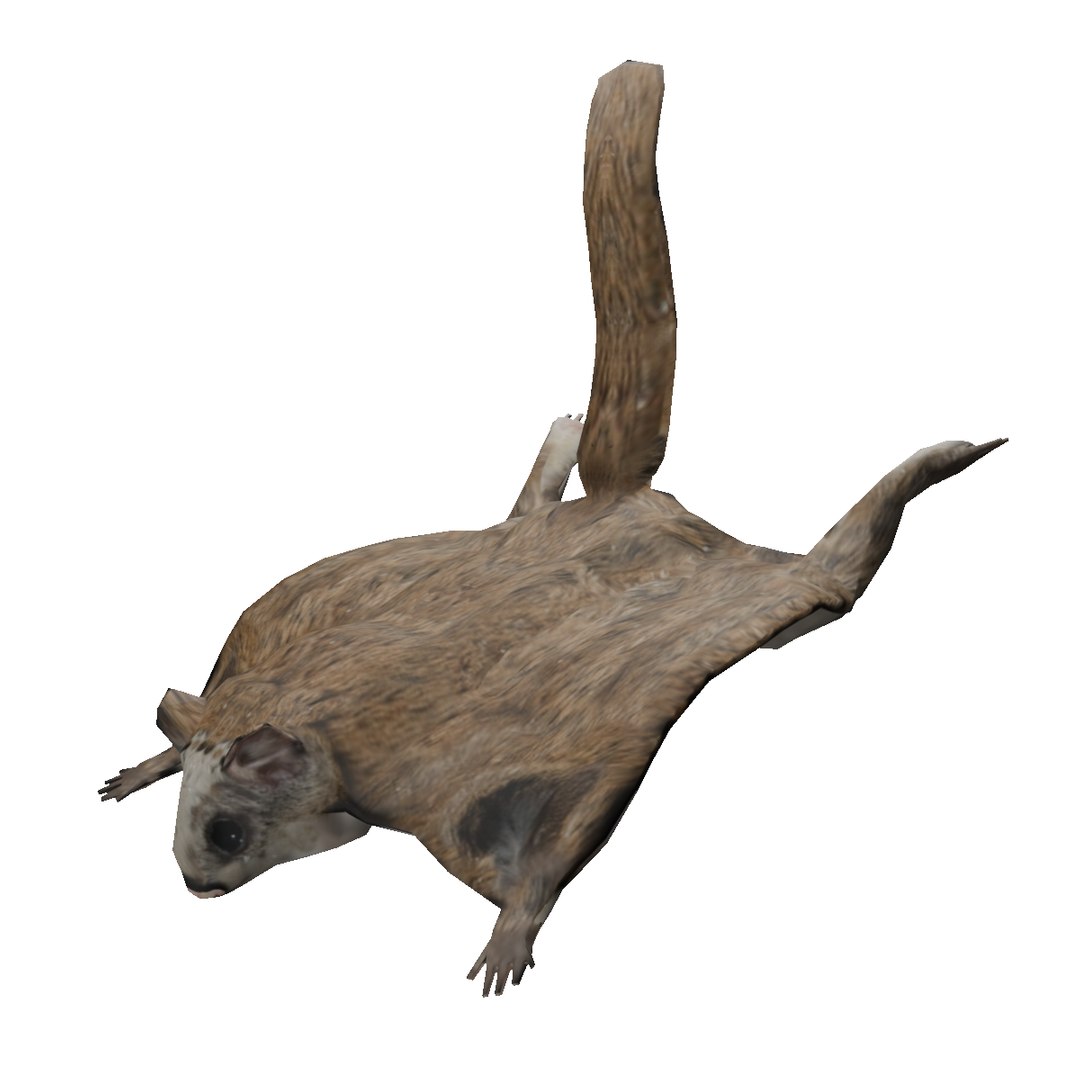 Flying Squirrel Low Poly 3D - TurboSquid 2189018