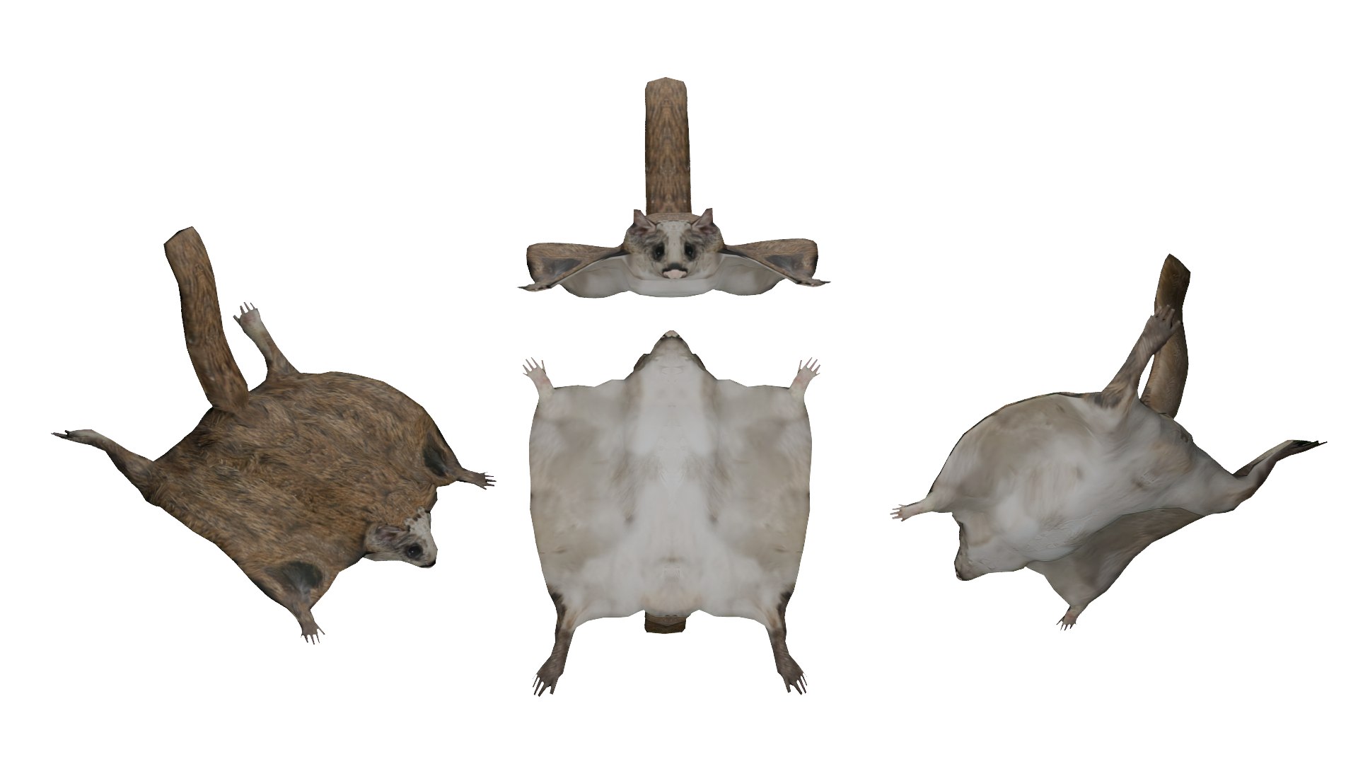 Flying Squirrel Low Poly 3D - TurboSquid 2189018