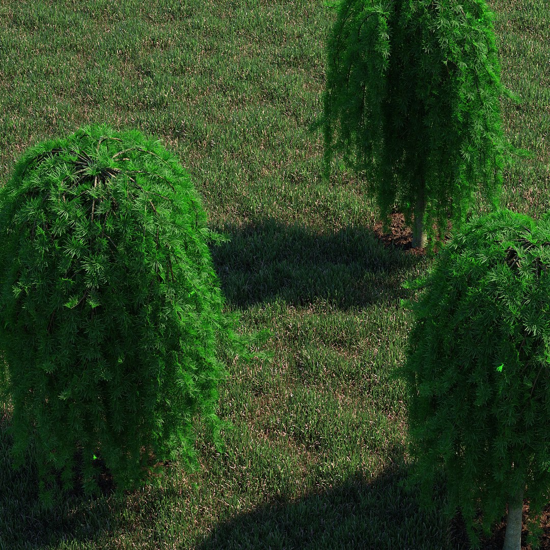 Larix Kaempferi Stiff Weeper 3D - TurboSquid 1976768