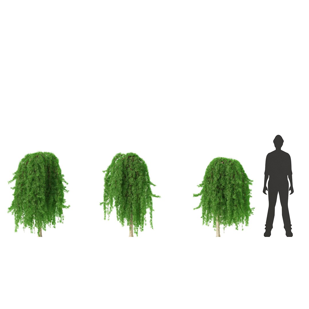 Larix Kaempferi Stiff Weeper 3D - TurboSquid 1976768