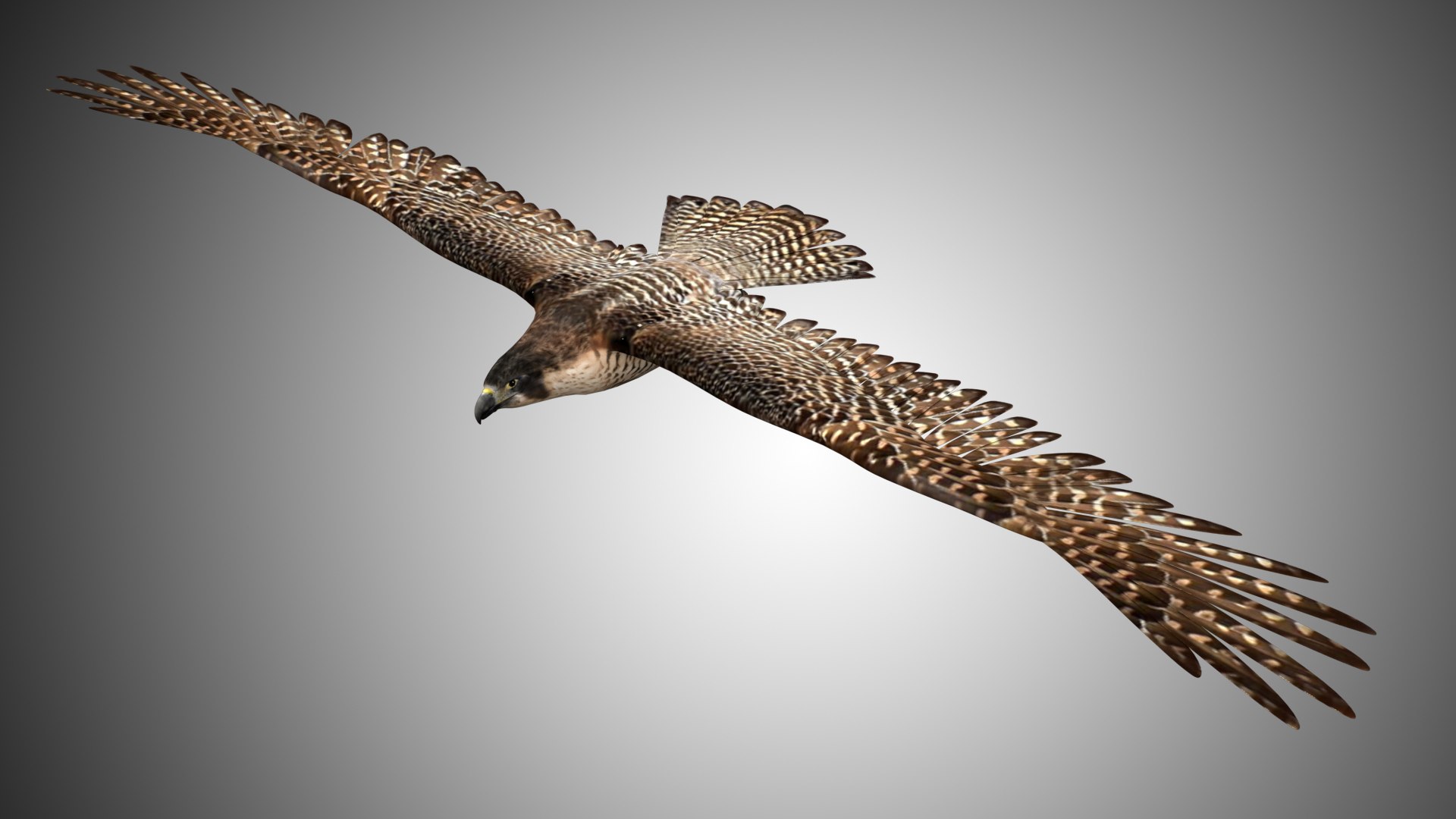 Falcon bird 3D model - TurboSquid 1618677