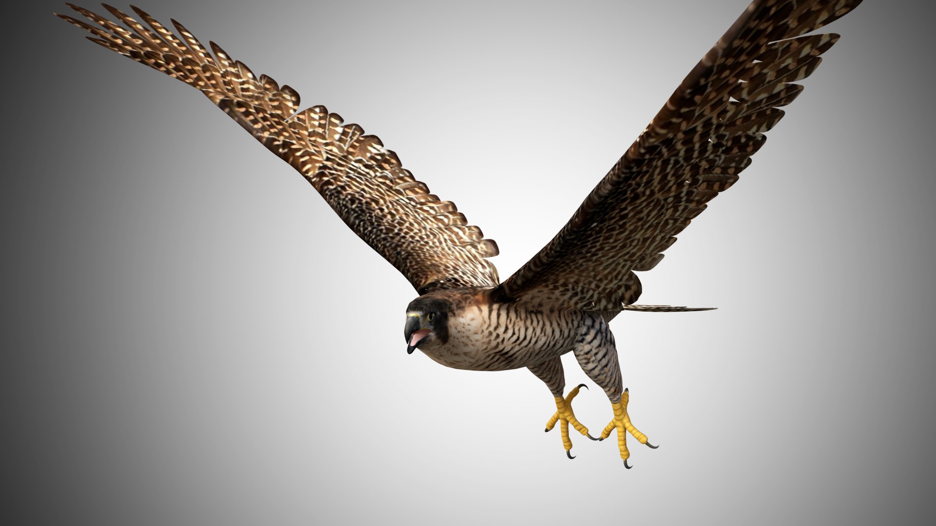 Falcon bird 3D model - TurboSquid 1618677