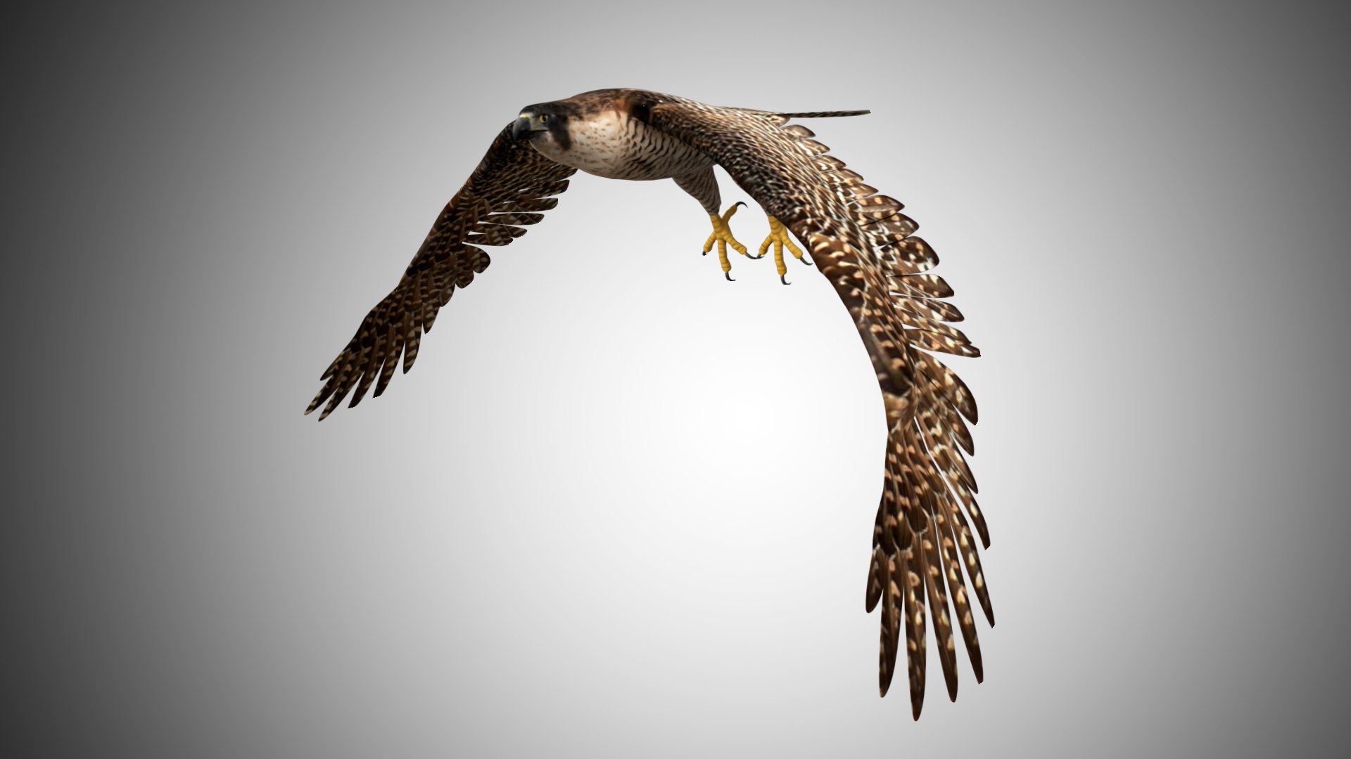 Falcon bird 3D model - TurboSquid 1618677