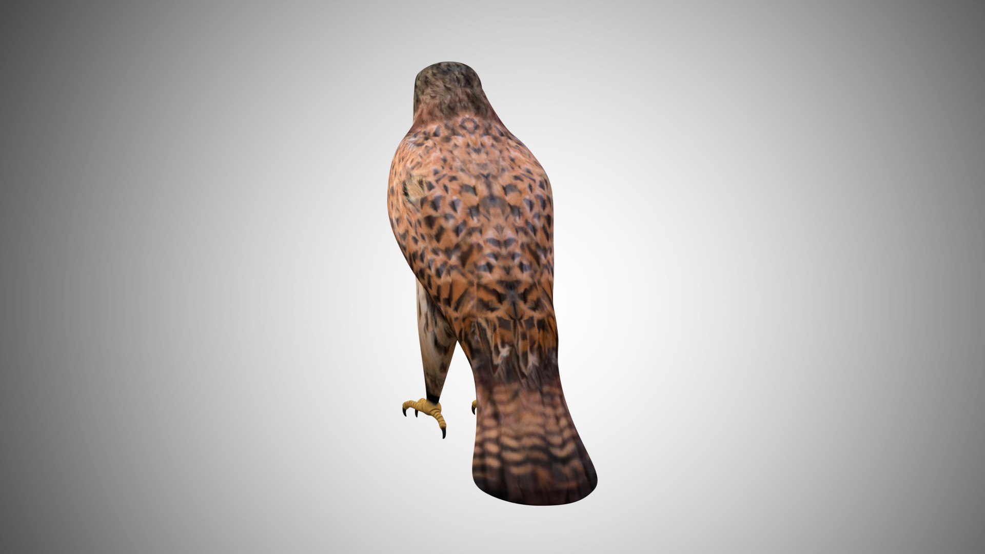 Falcon bird 3D model - TurboSquid 1618677