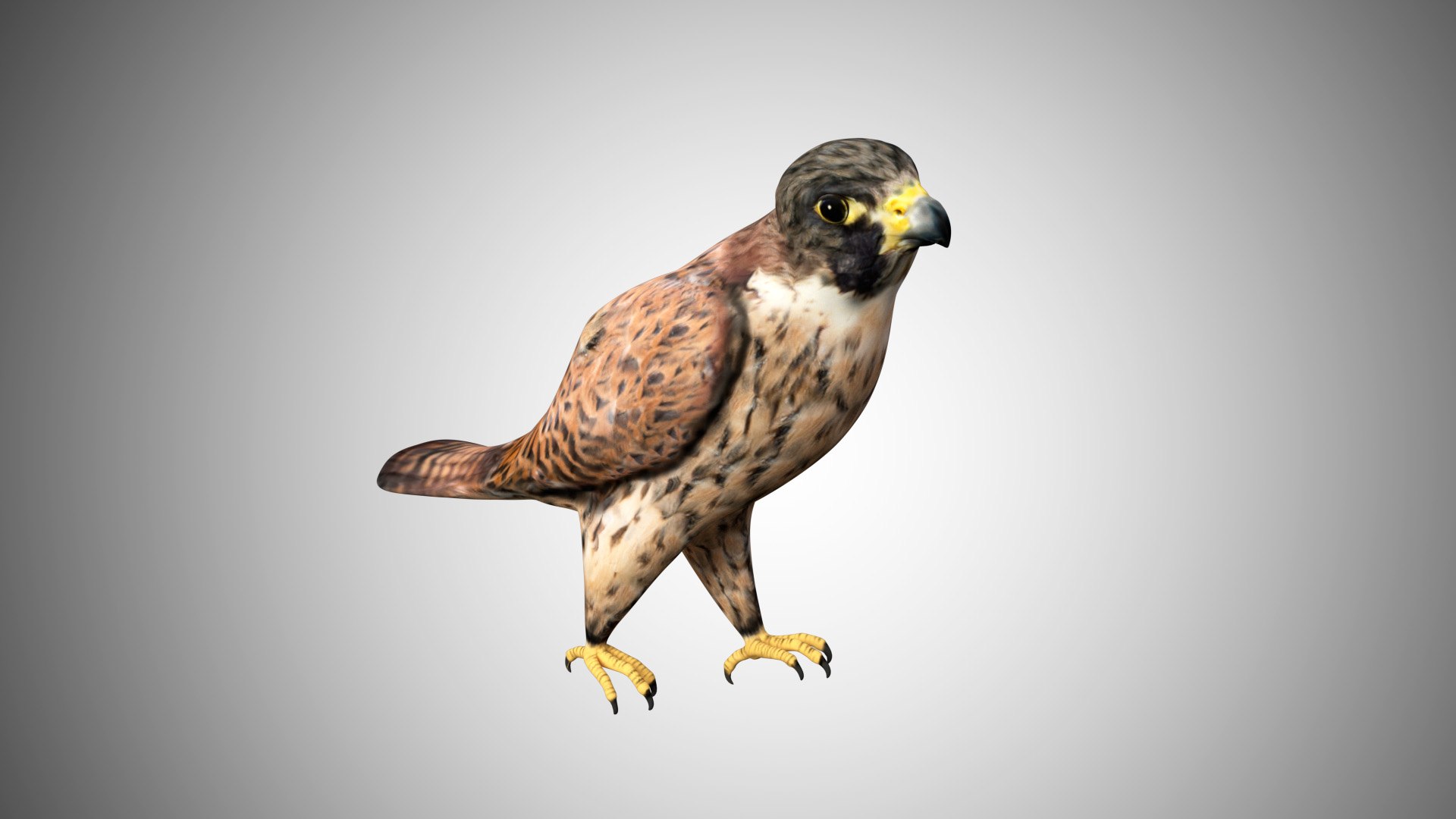 Falcon bird 3D model - TurboSquid 1618677