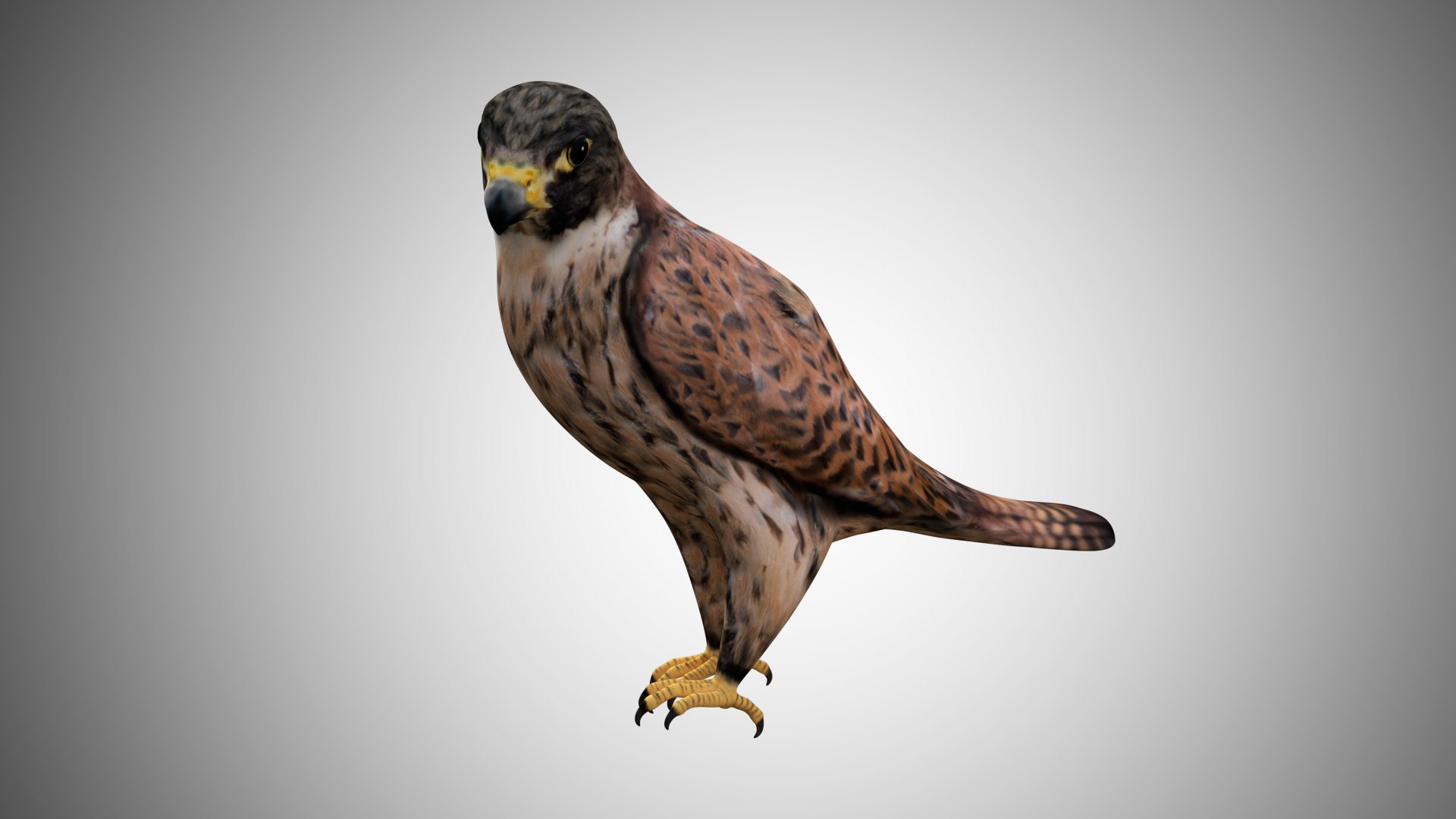 Falcon bird 3D model - TurboSquid 1618677