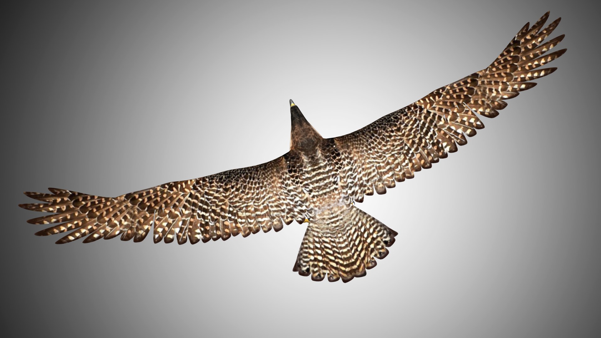 Falcon bird 3D model - TurboSquid 1618677