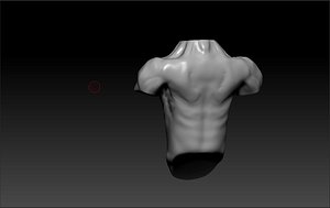 Anatomy Chest 3D Models for Download | TurboSquid