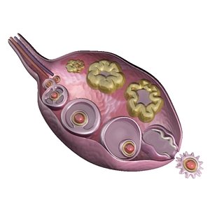 3D Female Genitals Models - Browse & Download Formats - TurboSquid