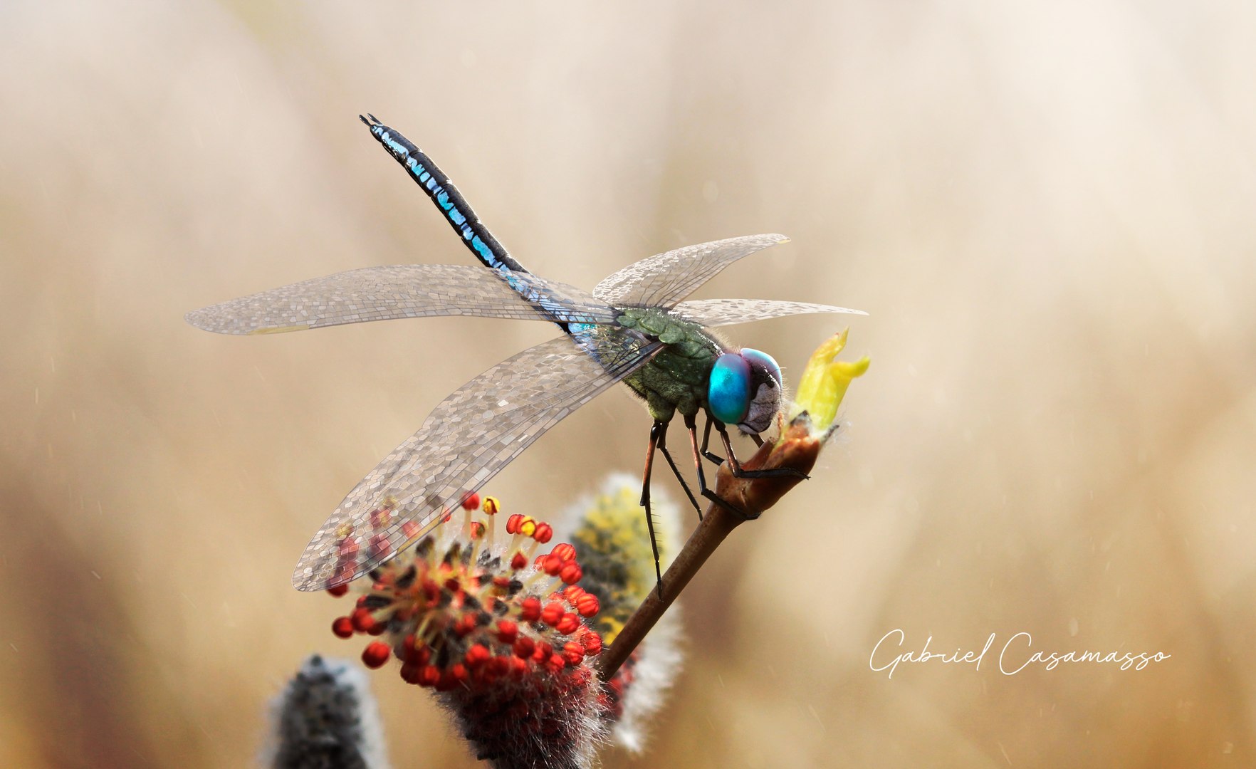 Anax imperator model - TurboSquid 1391202