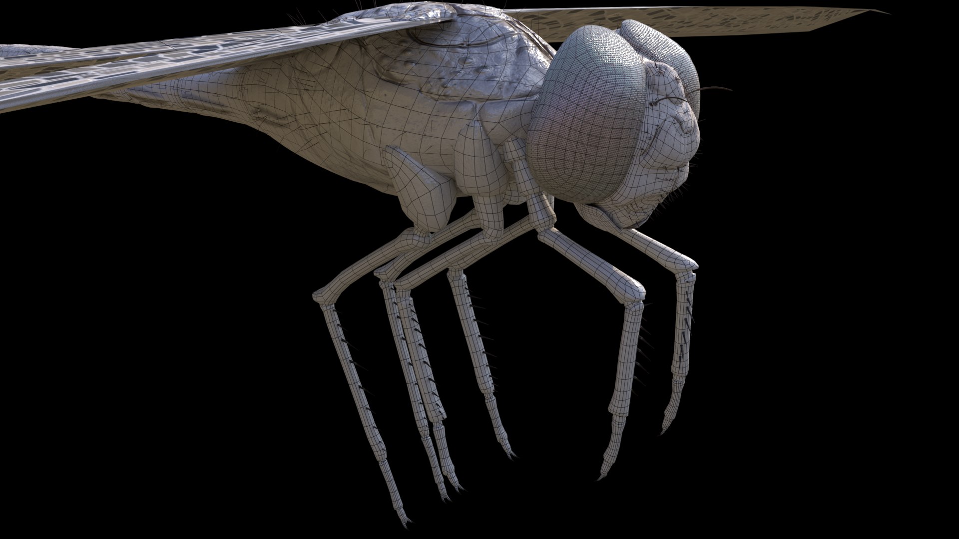 Anax imperator model - TurboSquid 1391202