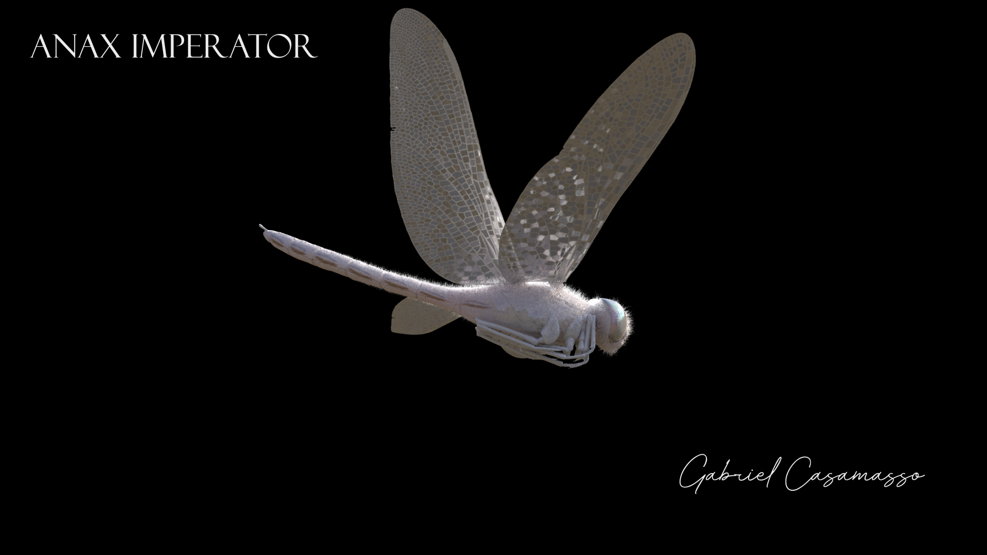 Anax imperator model - TurboSquid 1391202