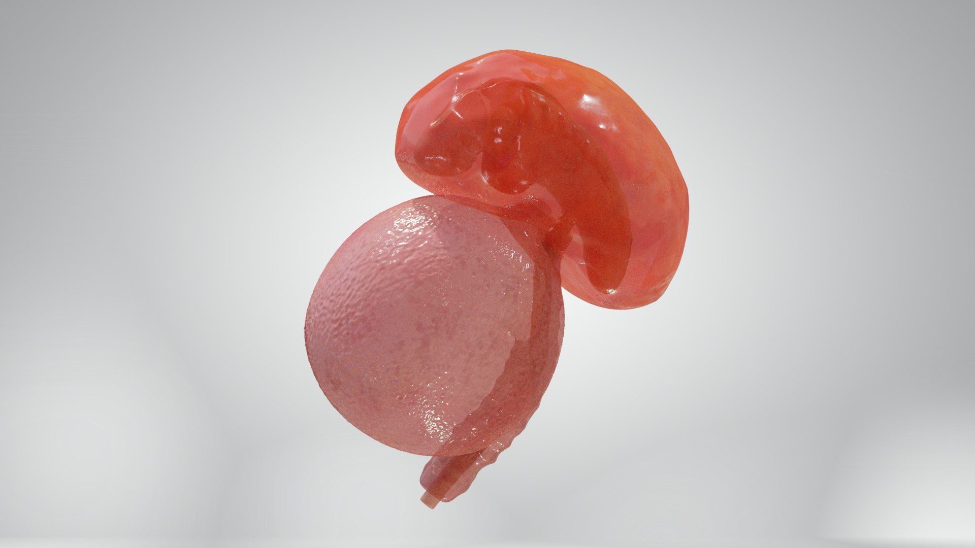 Cycle week 3-4 3D model - TurboSquid 2117631