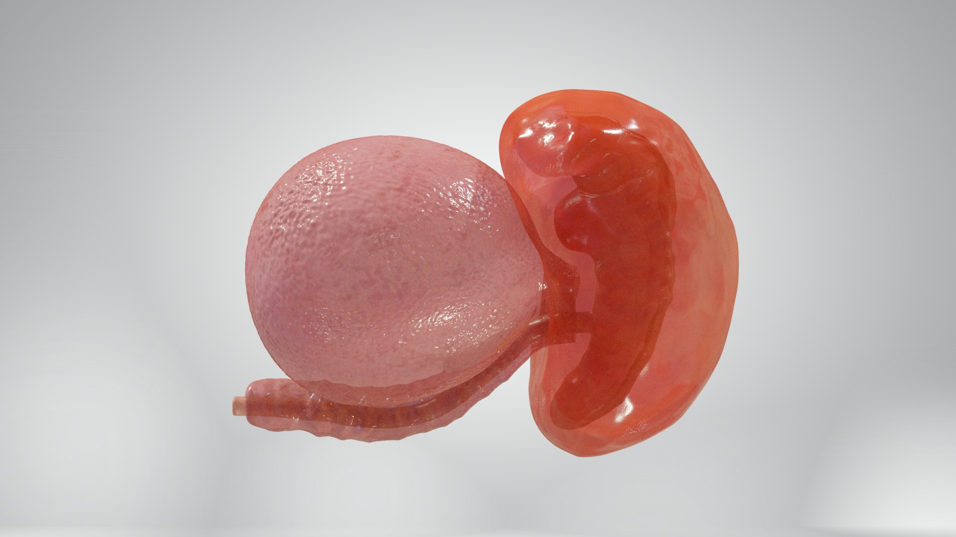 Cycle week 3-4 3D model - TurboSquid 2117631