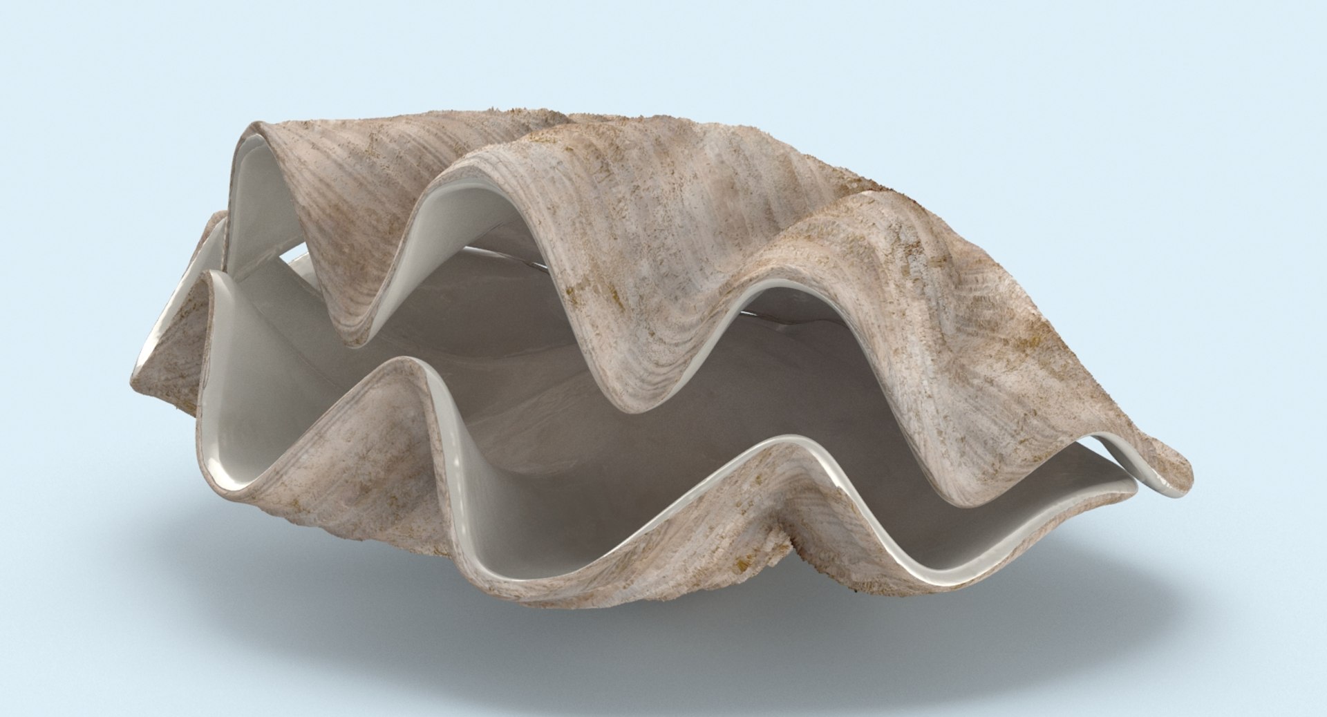 3D Clam-shells---shell-03 Model - TurboSquid 1156154