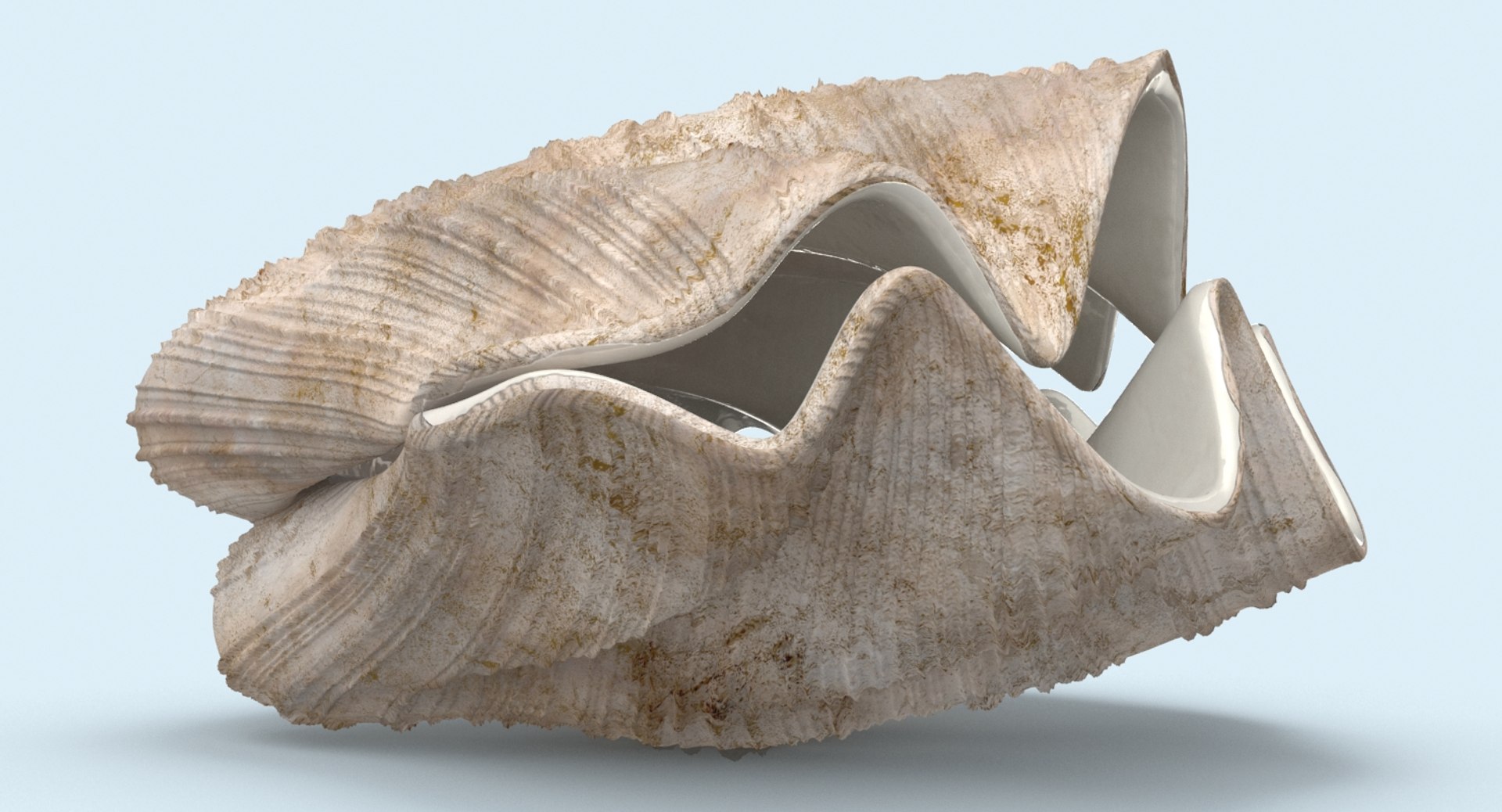 3D Clam-shells---shell-03 Model - TurboSquid 1156154