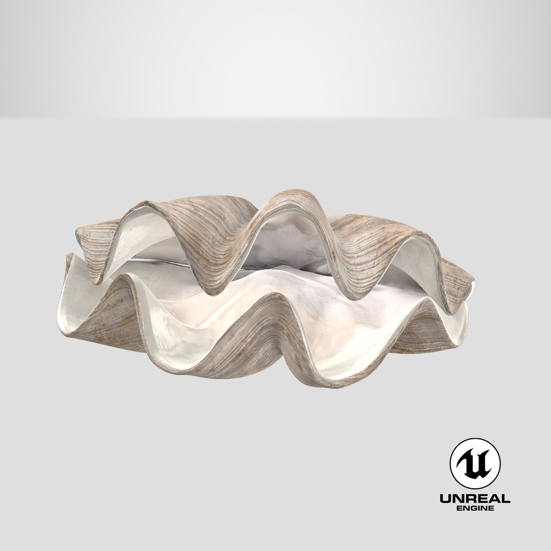 3D Clam-shells---shell-03 Model - TurboSquid 1156154