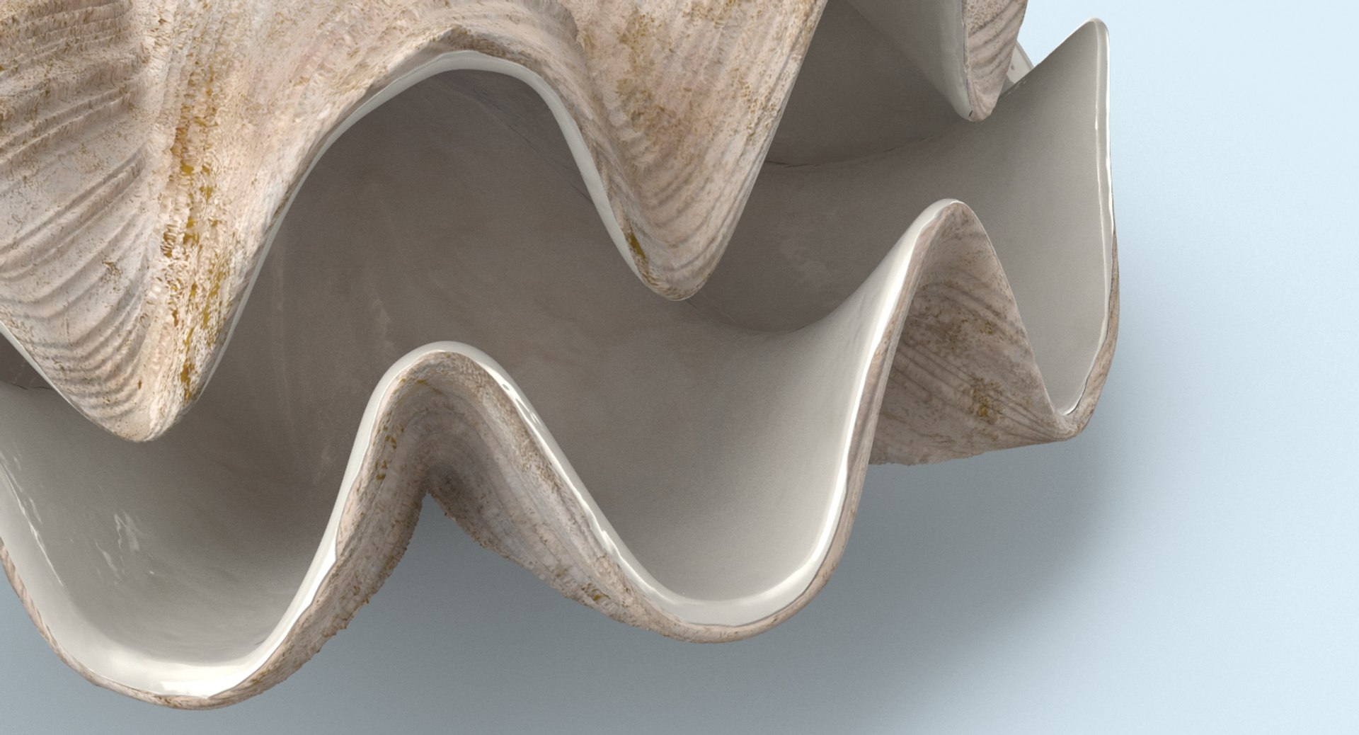 3D Clam-shells---shell-03 Model - TurboSquid 1156154