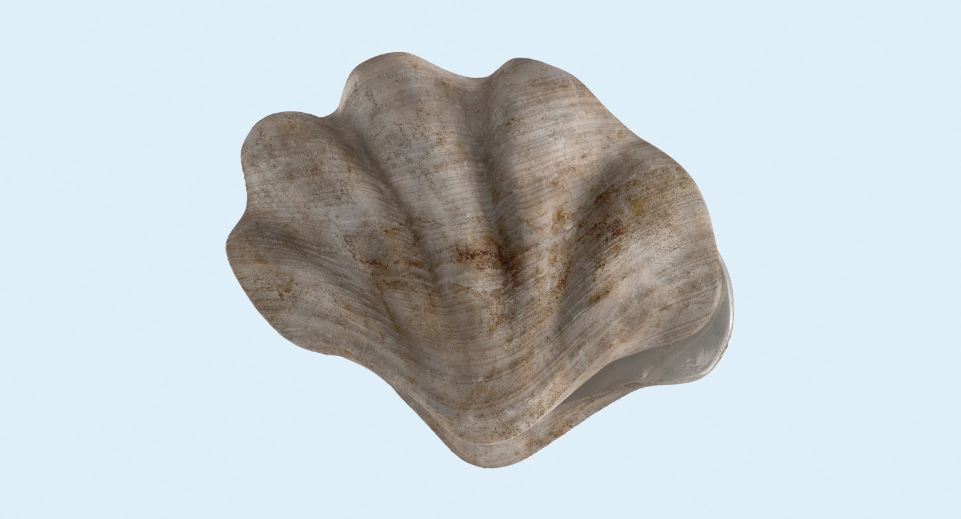 3D Clam-shells---shell-03 Model - TurboSquid 1156154
