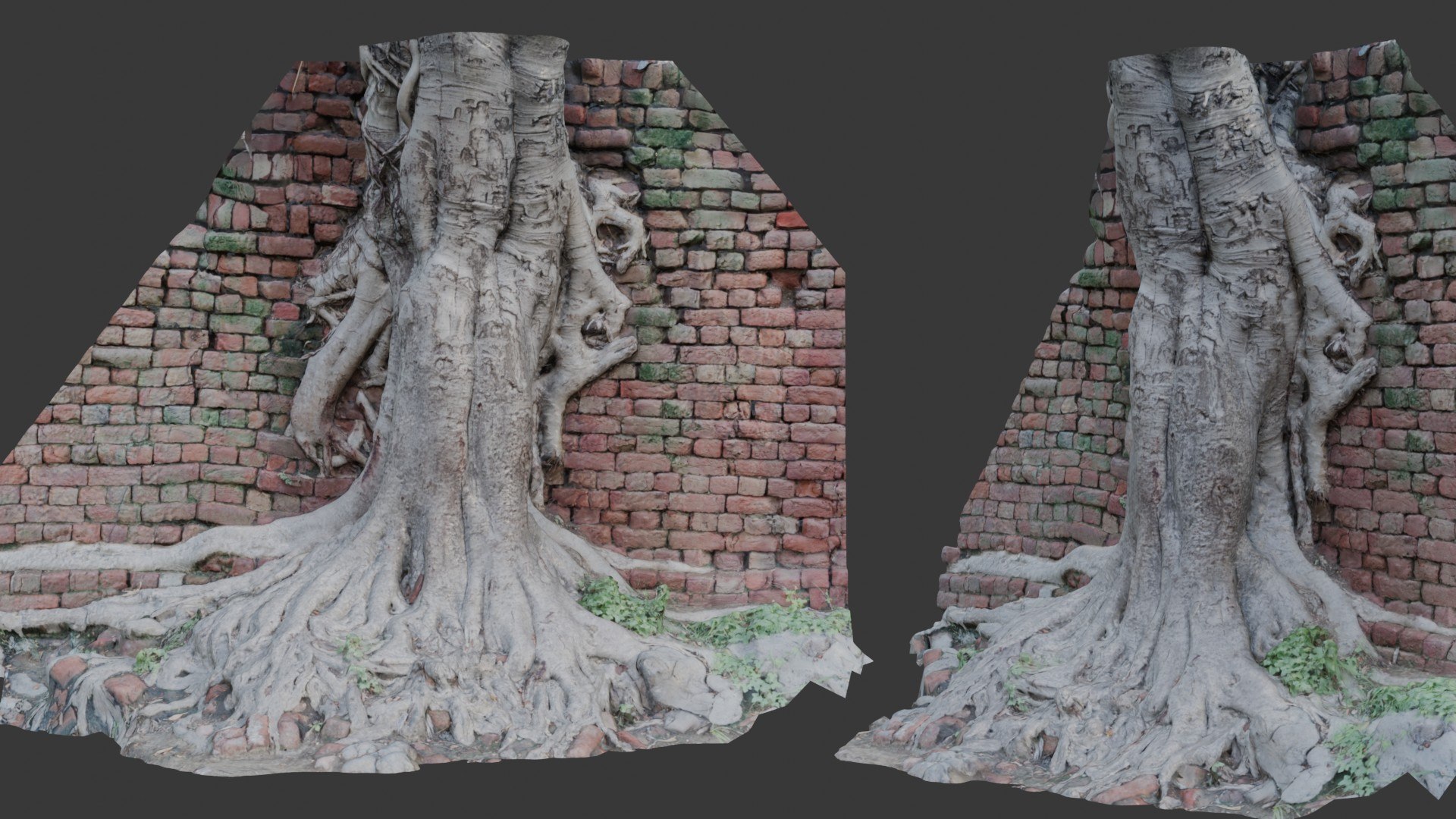 Tree Roots Wall Scan Model - TurboSquid 2386039