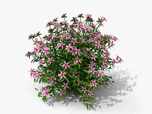 3D Azalea Models - Browse & Download Formats - TurboSquid