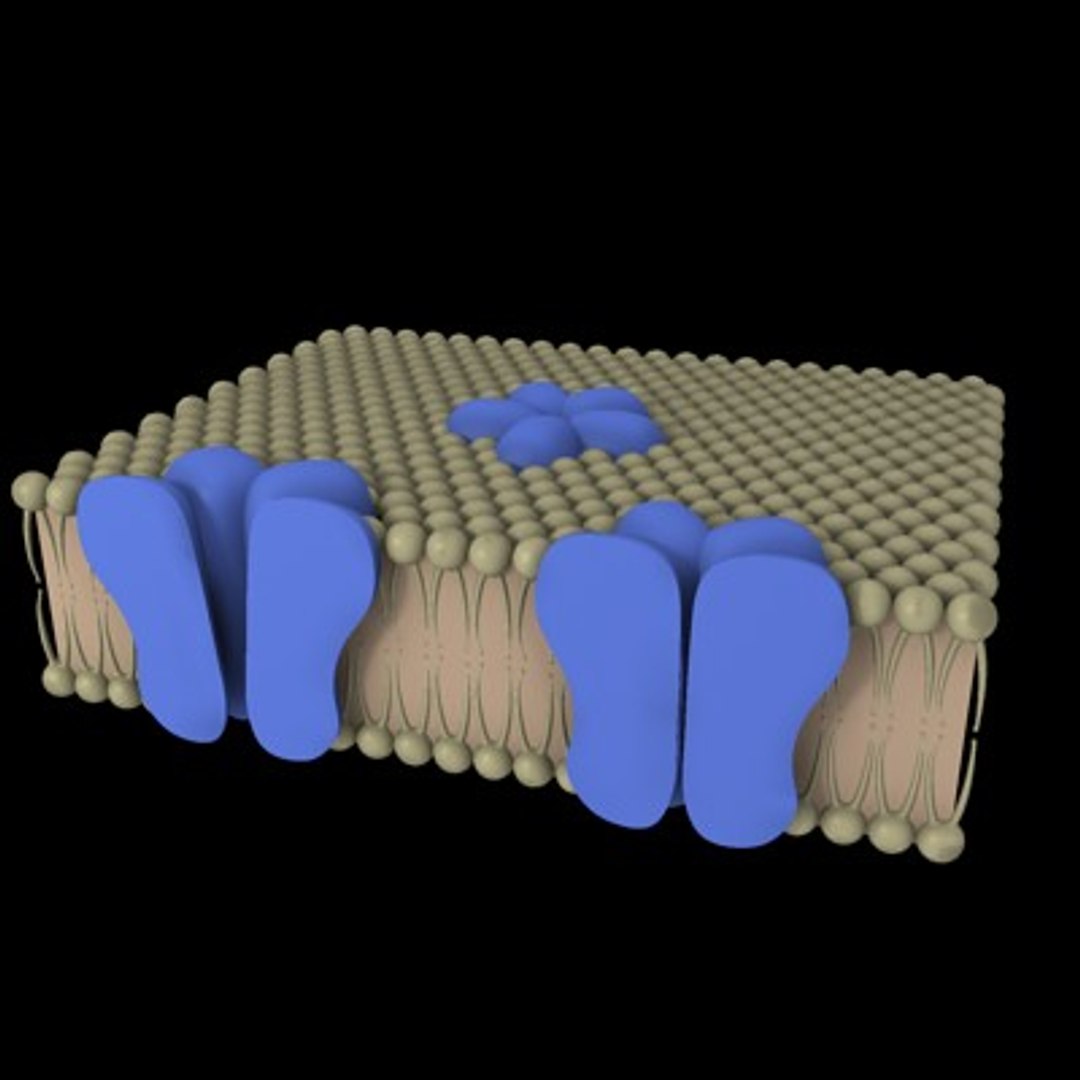Ion Channel 3d Model
