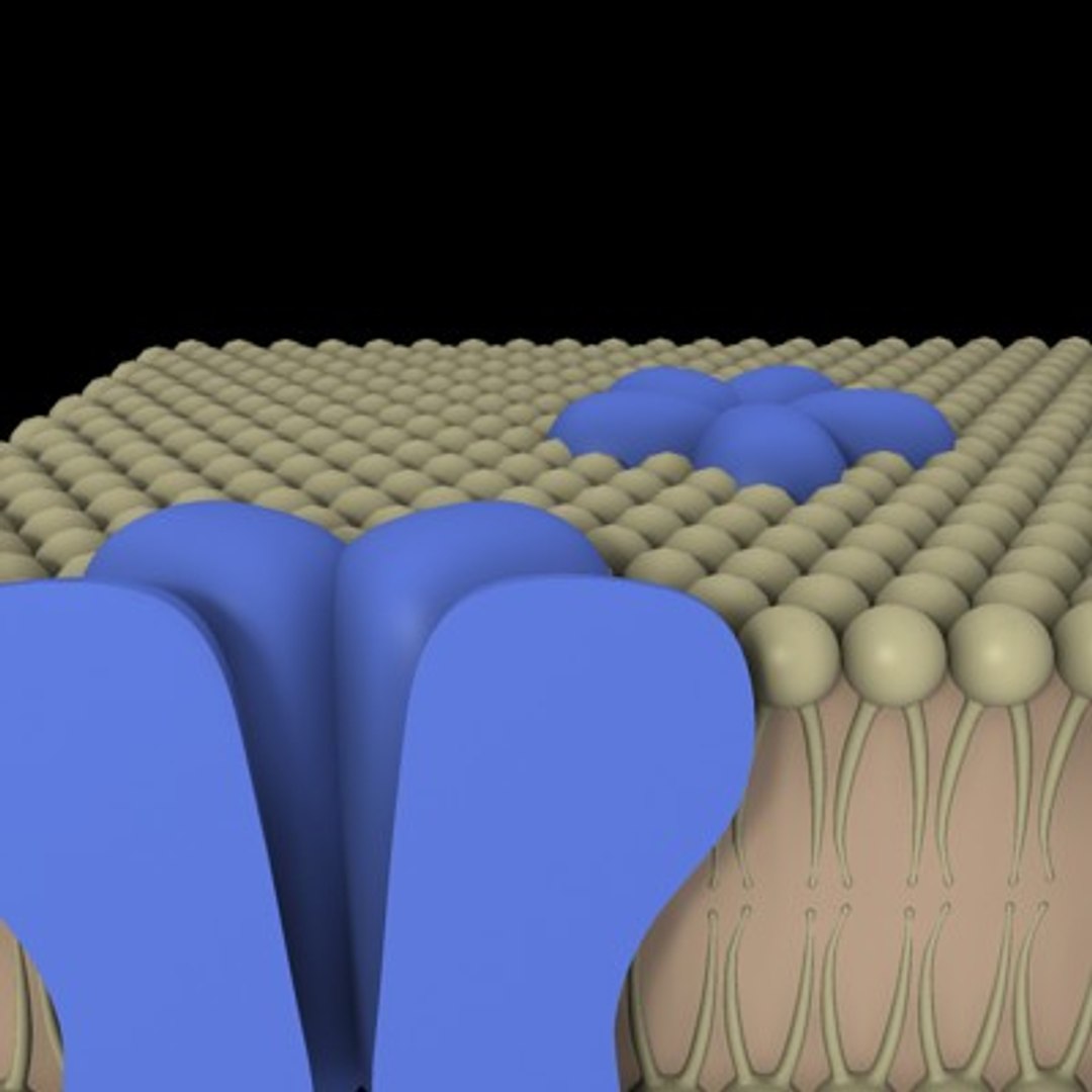 Ion Channel 3d Model