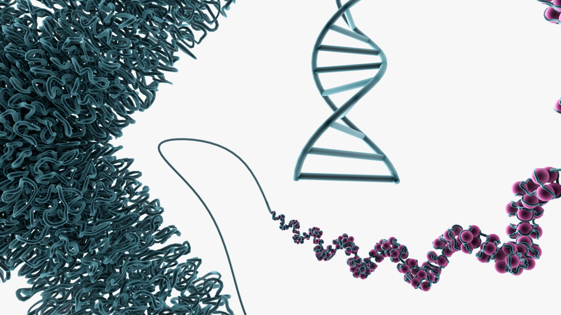 3D Chromosome Chromatin Model - TurboSquid 2233643