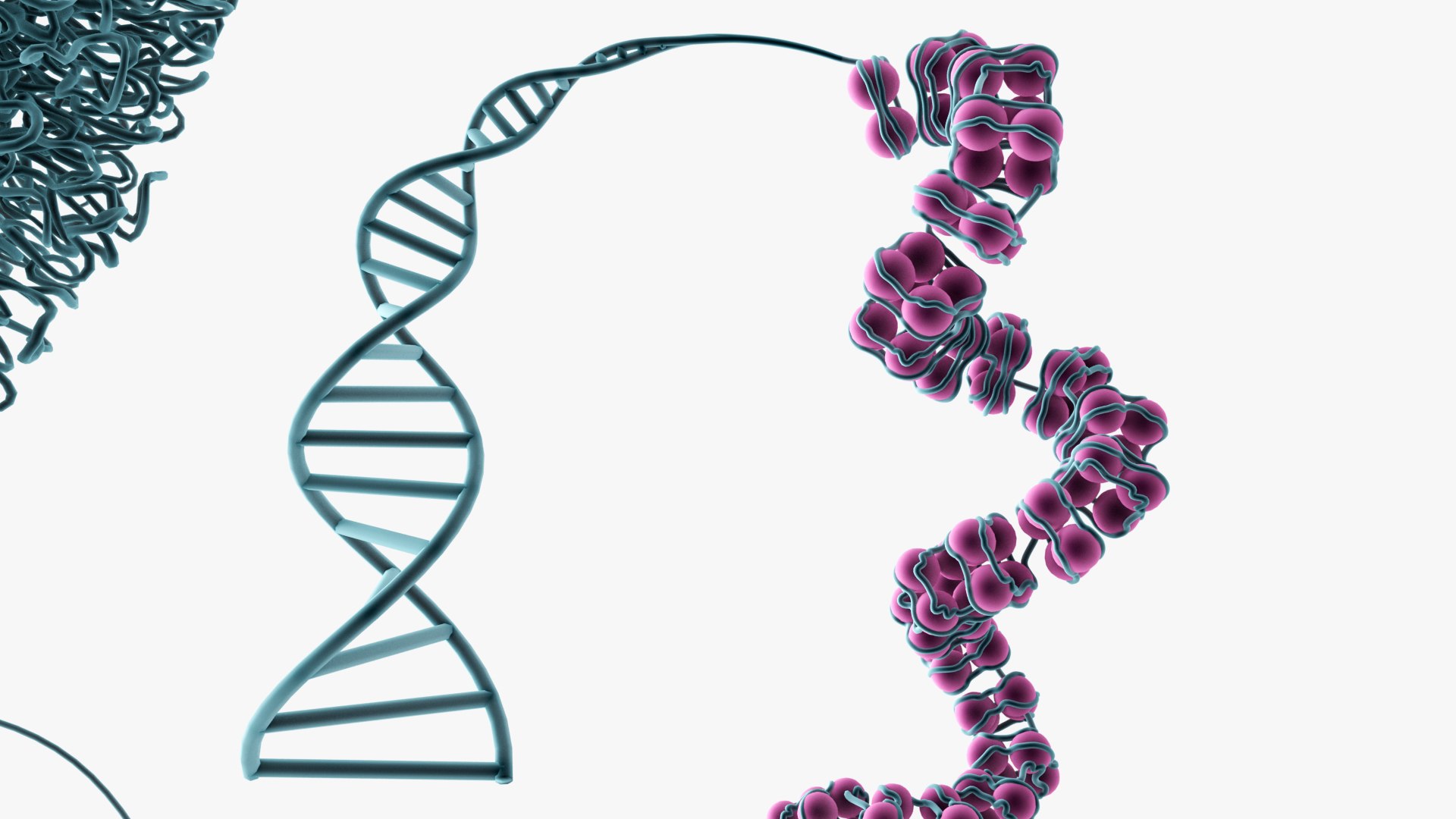 3D Chromosome Chromatin Model - TurboSquid 2233643