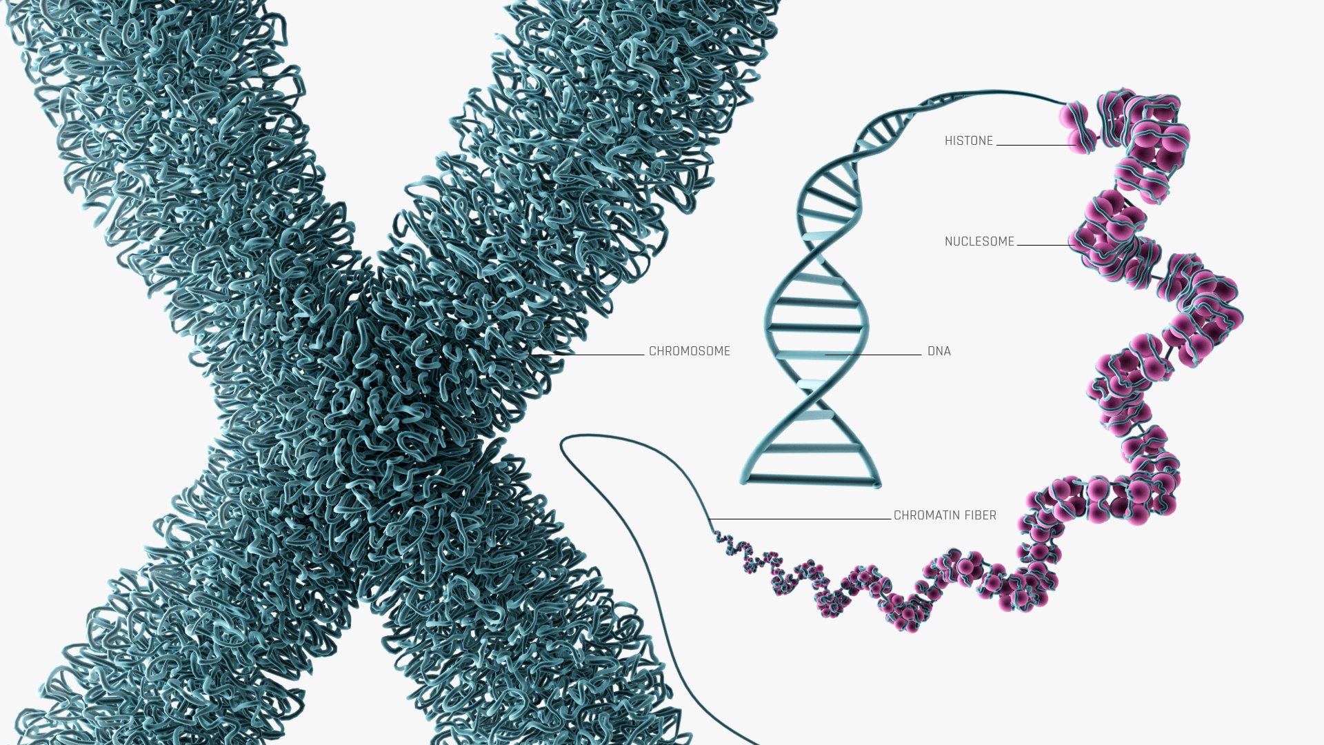 3D Chromosome Chromatin Model - TurboSquid 2233643