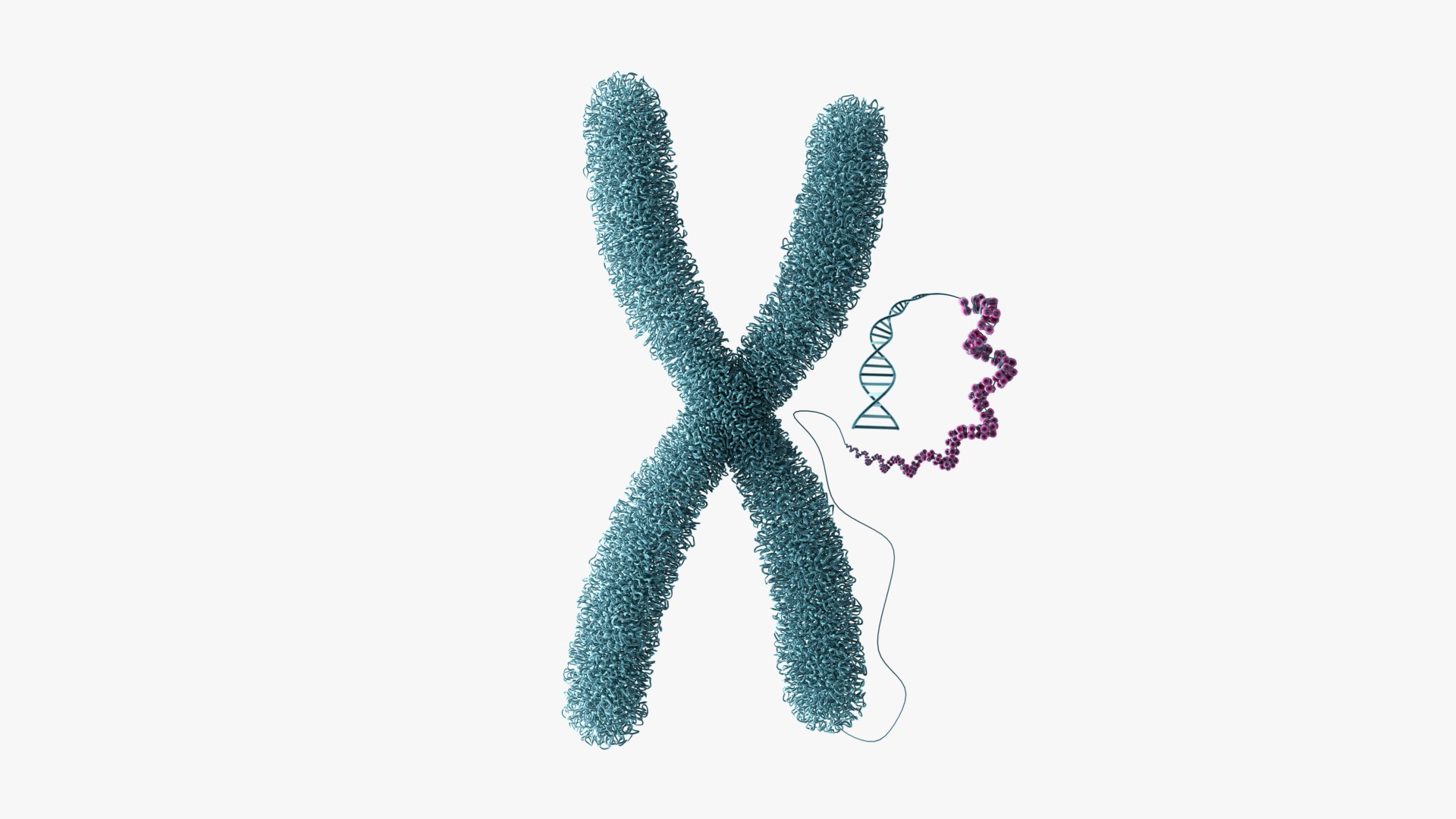 3D Chromosome Chromatin Model - TurboSquid 2233643