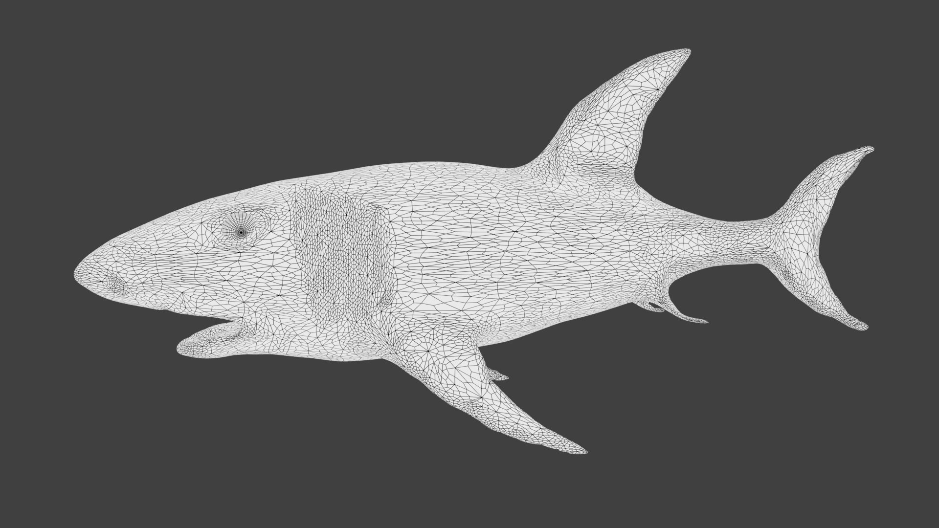 3D Toothless Shark Model - TurboSquid 1609603