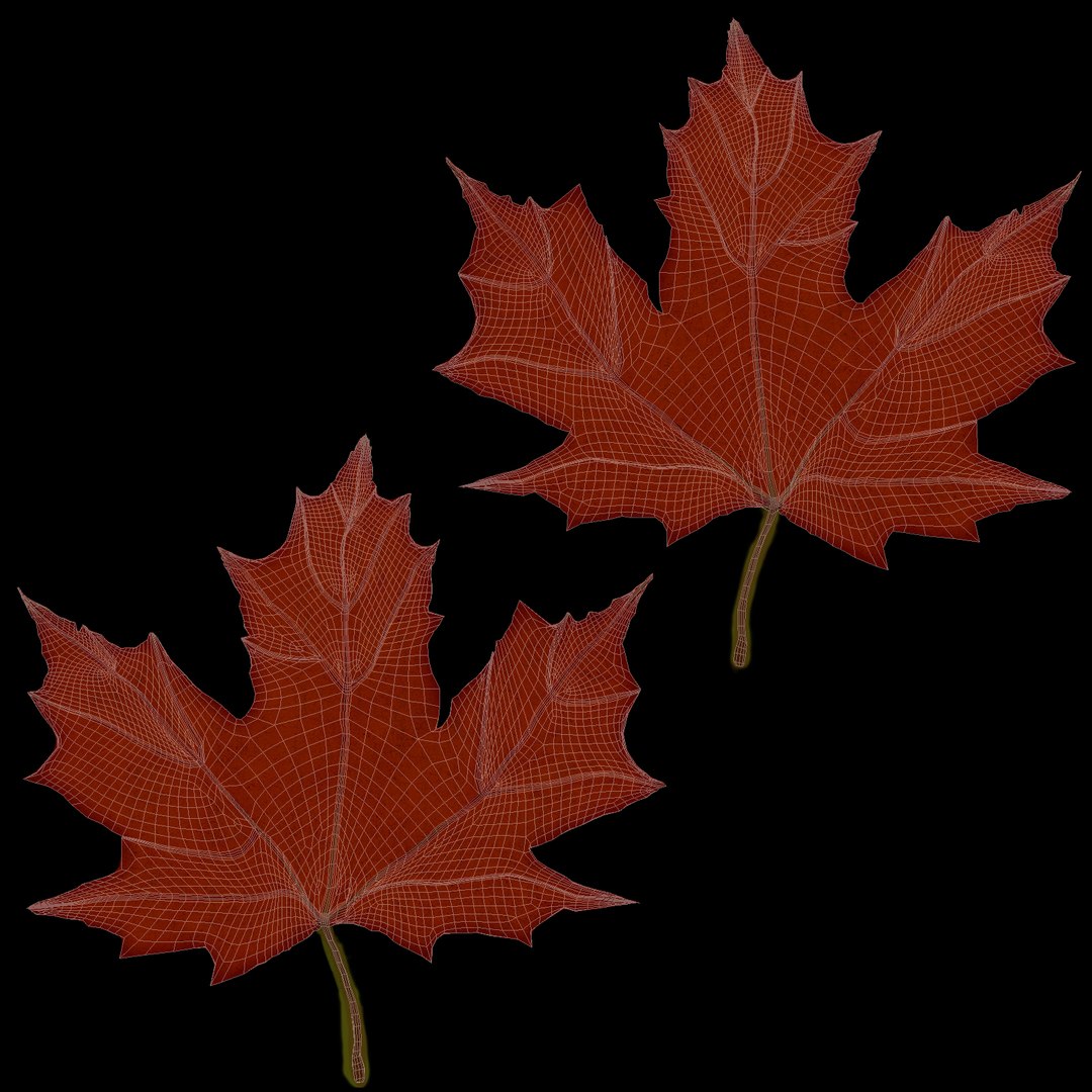 3d Red Maple Leaf Model
