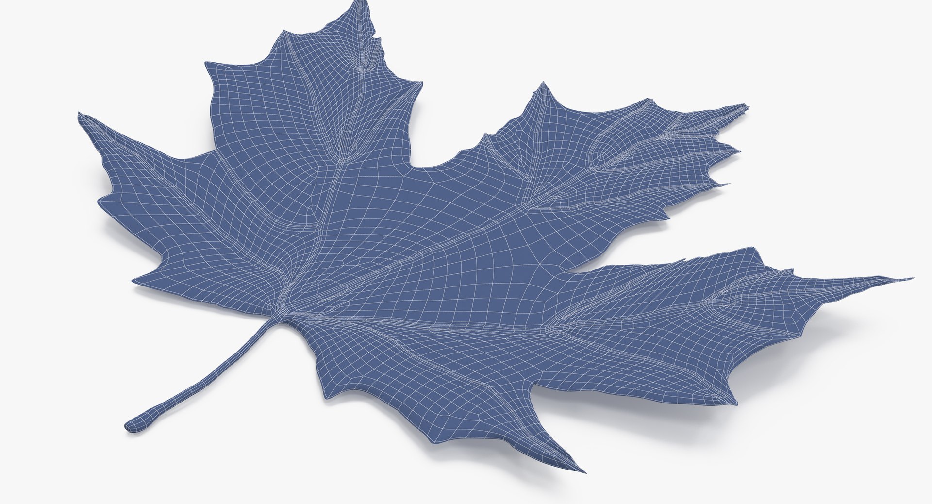 3d Red Maple Leaf Model
