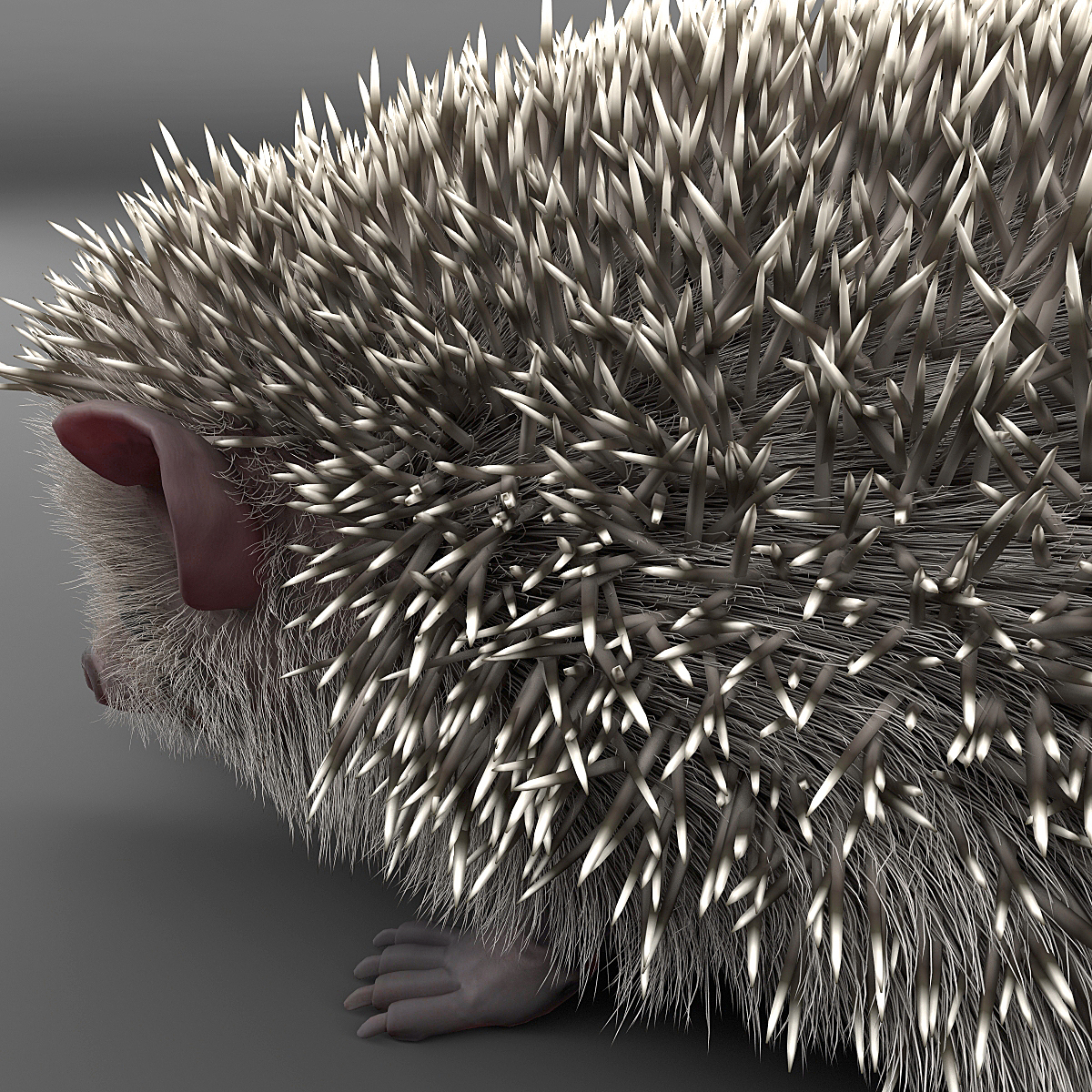 hedgehog modelled 3d model