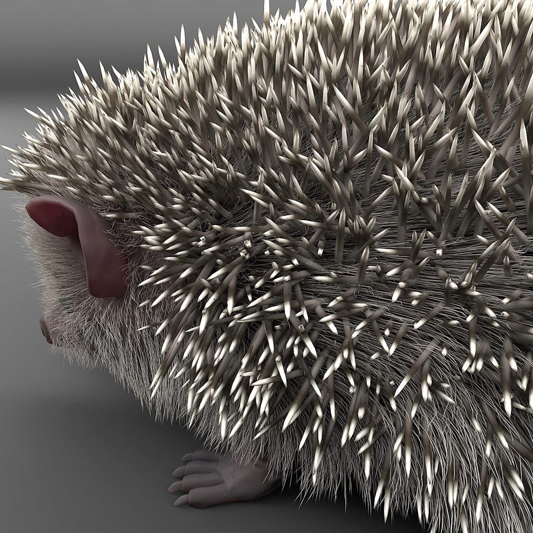 hedgehog modelled 3d model