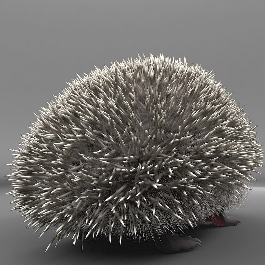 Hedgehog Modelled 3d Model