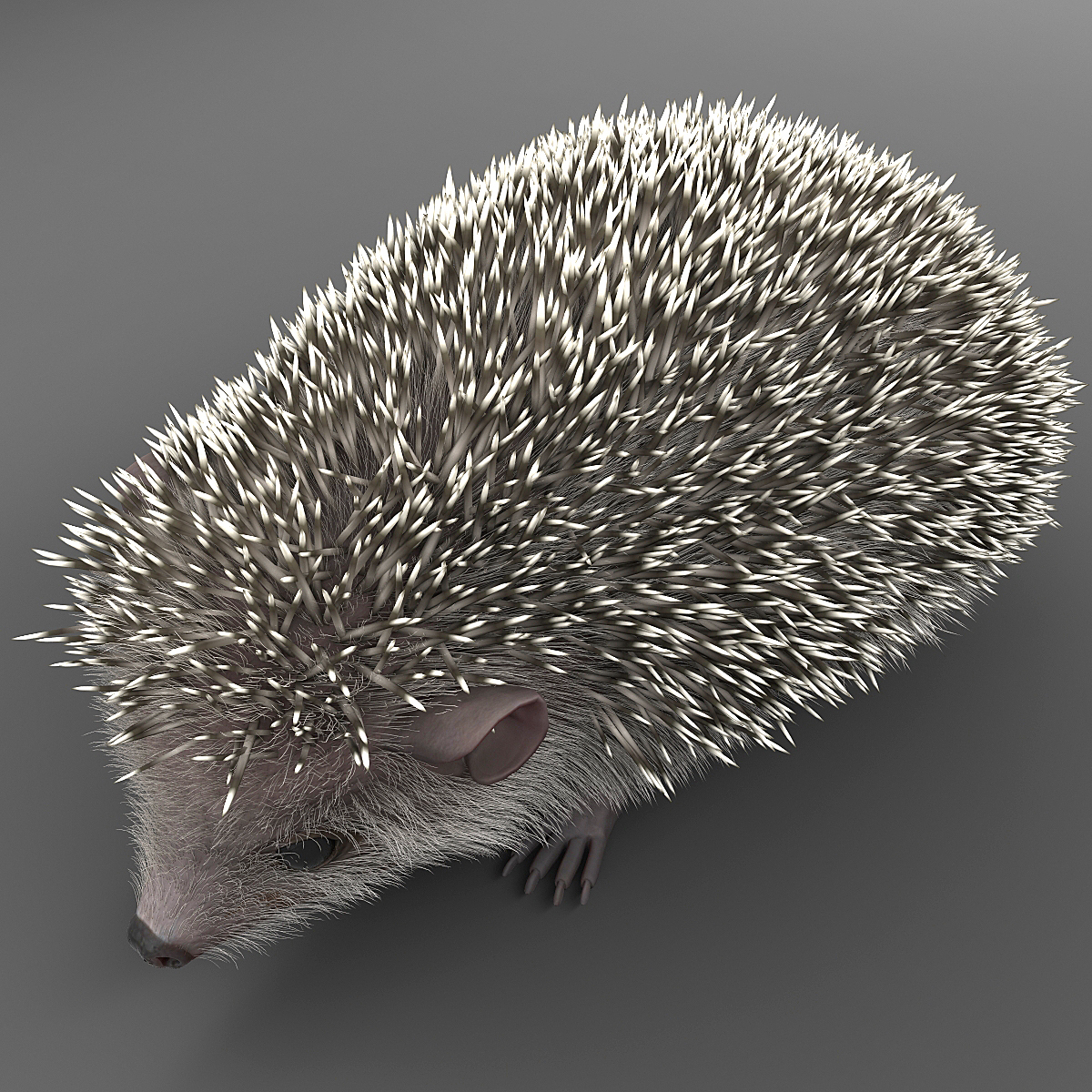 hedgehog modelled 3d model