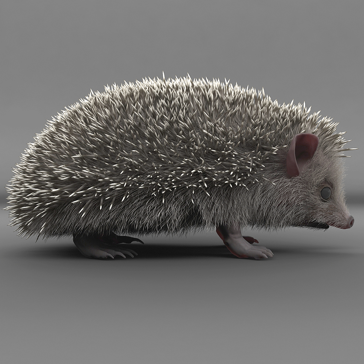 hedgehog modelled 3d model